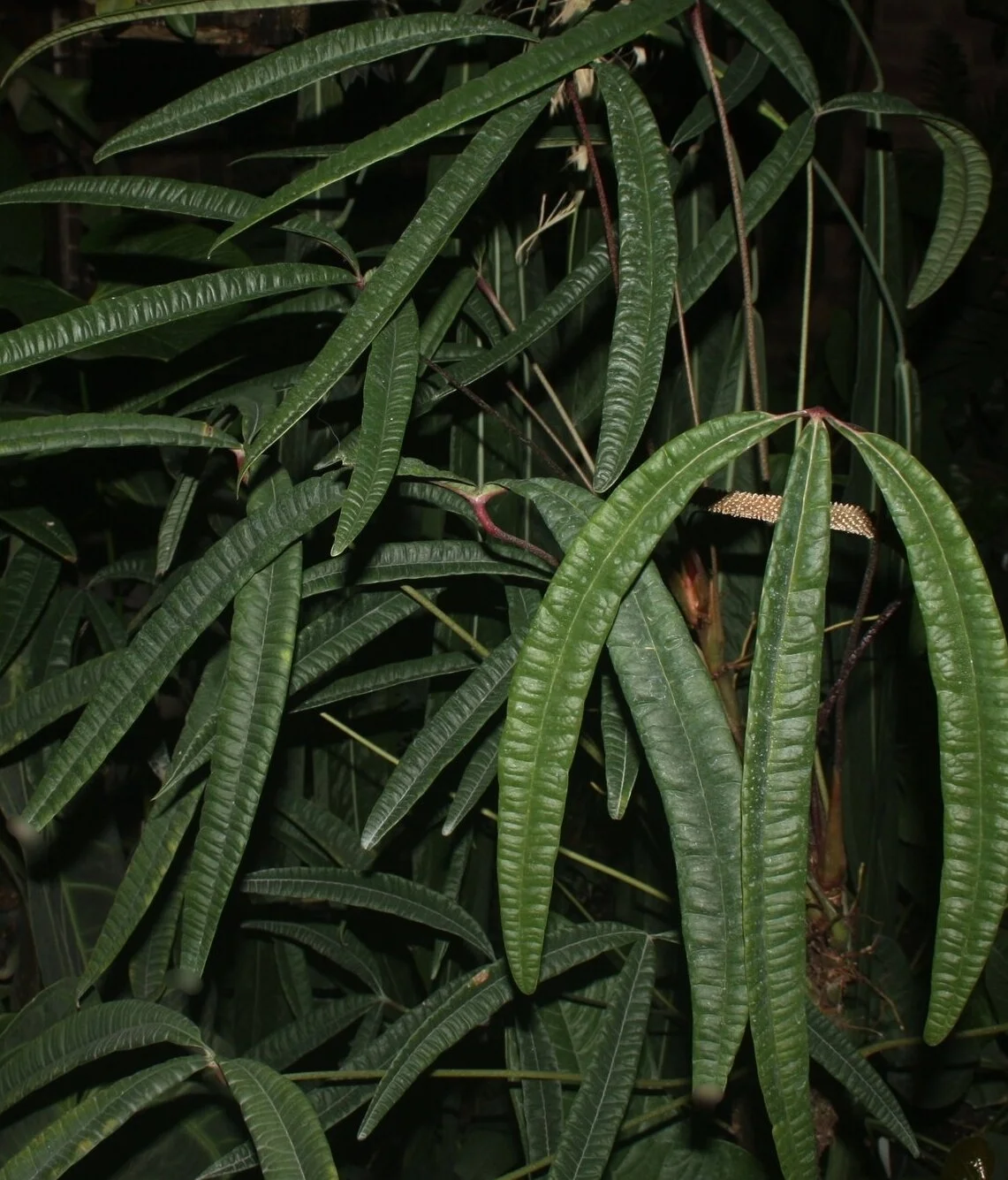 The Pebbled-leaf Anthuriums — Exotica Esoterica