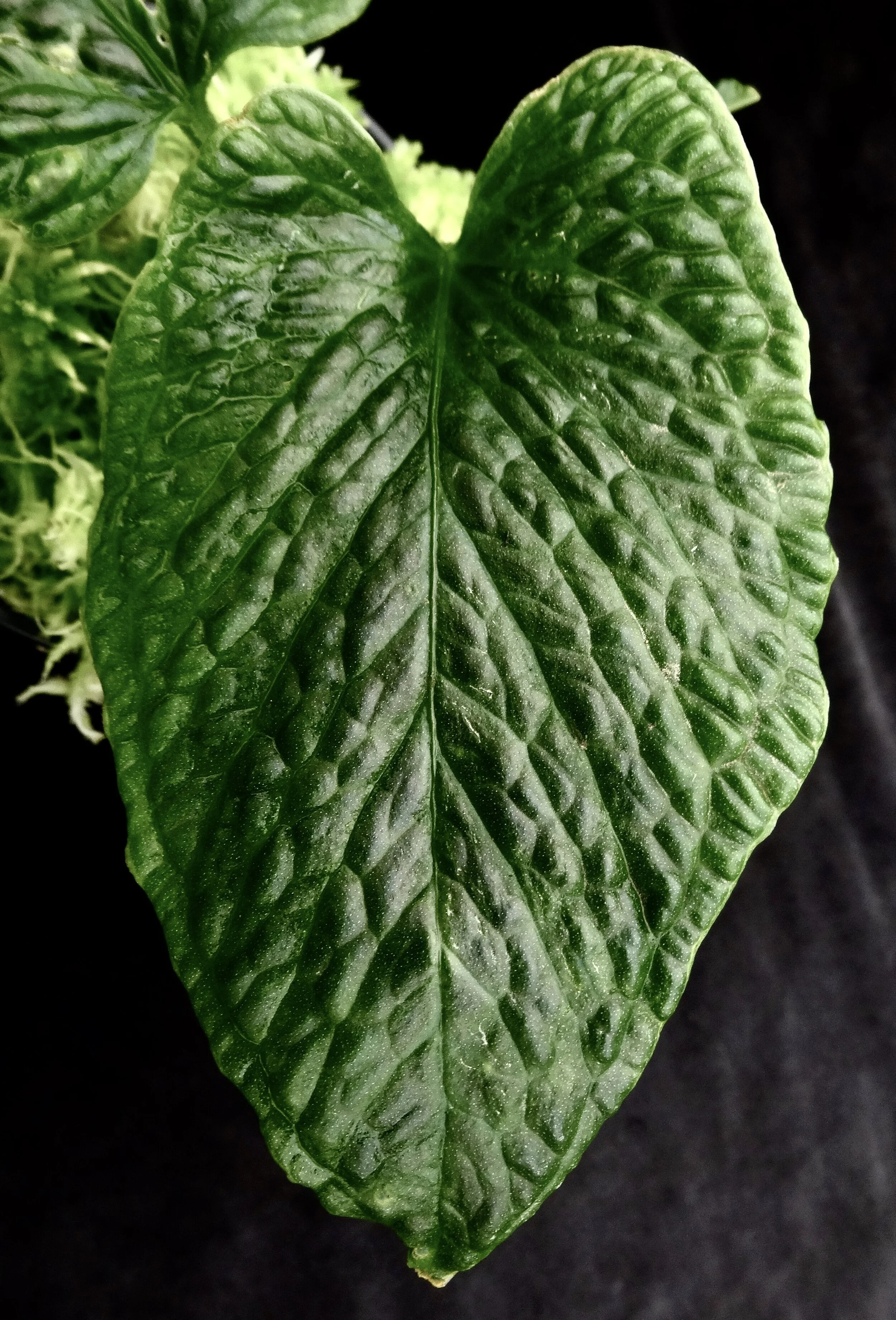 The Pebbled-leaf Anthuriums — Exotica Esoterica