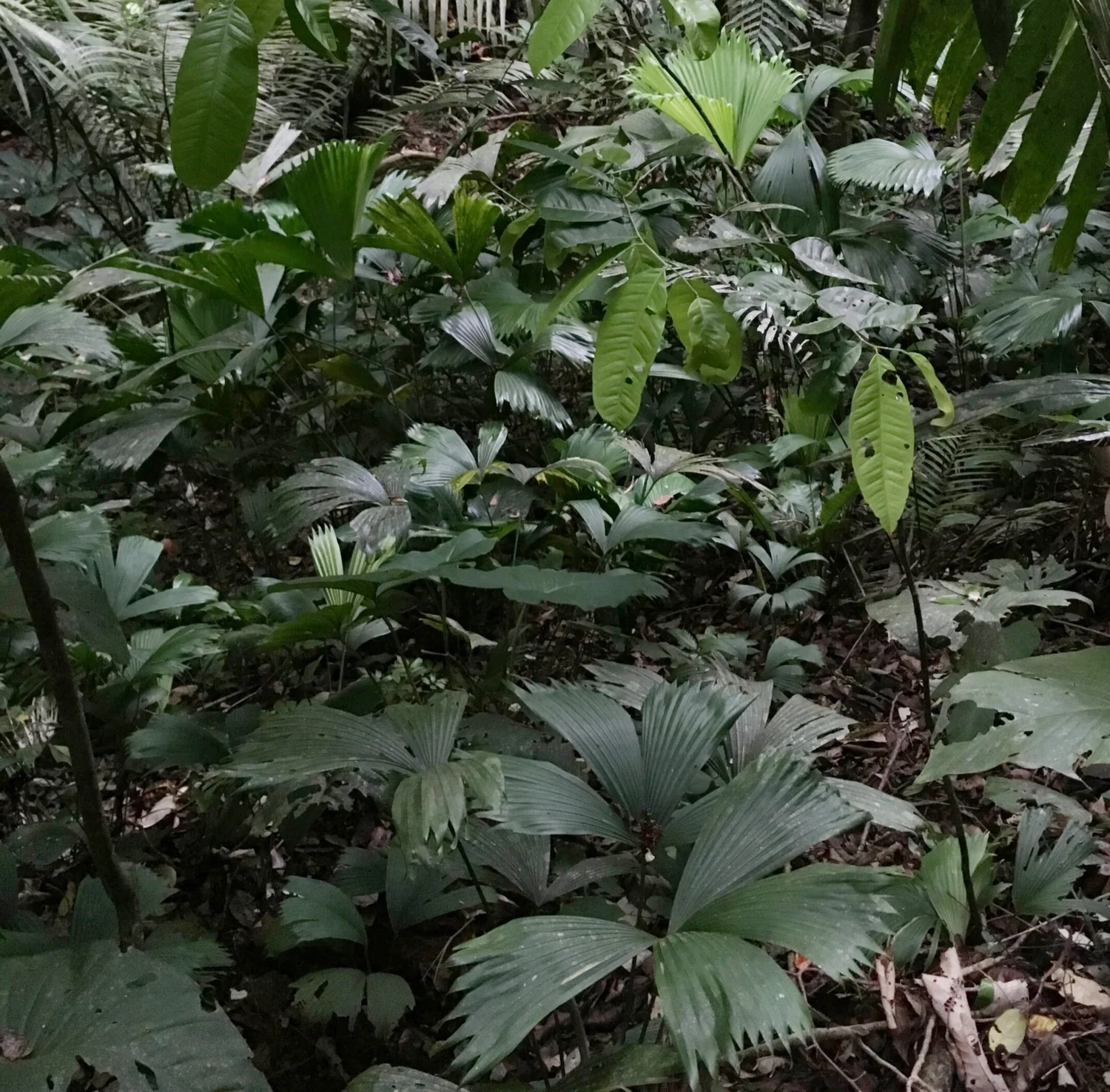 Learn about cyclanths (Cyclanthaceae) in nature and cultivation, their ...