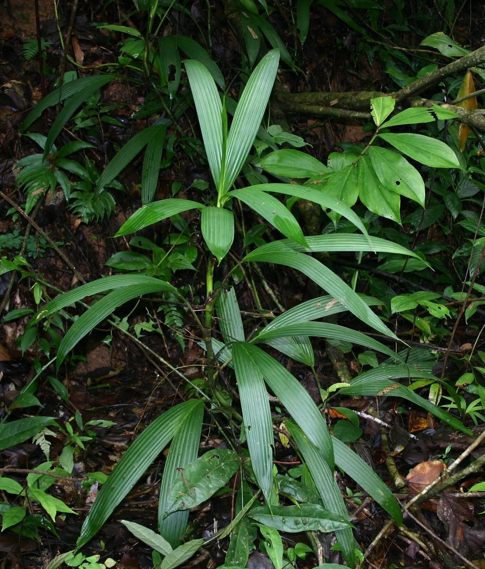 Learn about cyclanths (Cyclanthaceae) in nature and cultivation, their ...