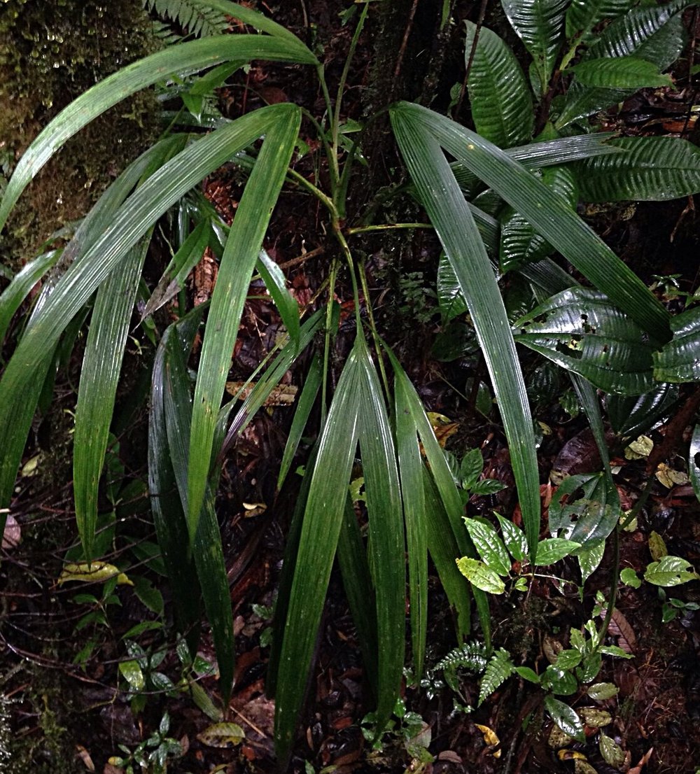 Learn about cyclanths (Cyclanthaceae) in nature and cultivation, their ...