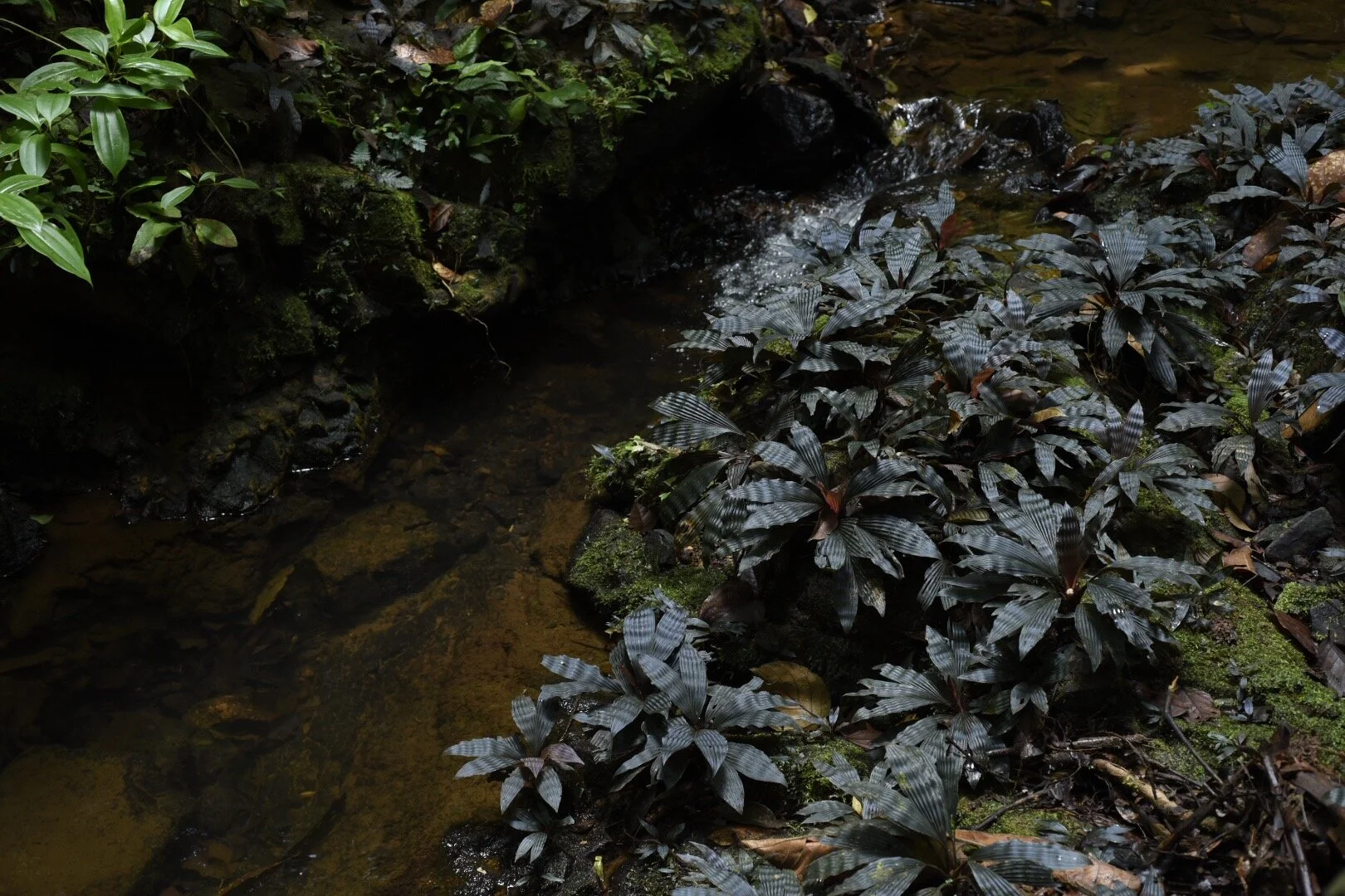 Learn about cyclanths (Cyclanthaceae) in nature and cultivation, their ...