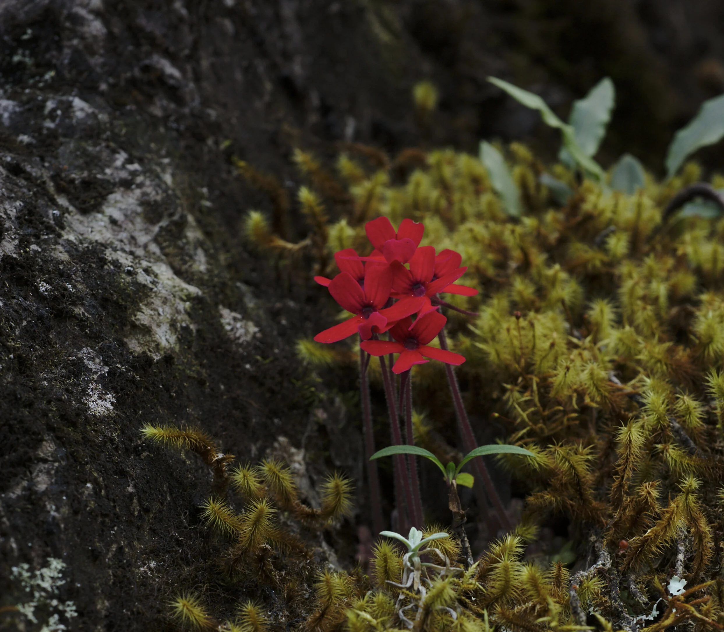 Jay Vannini on Pinguicula laueana in nature in The Sierra Mixe of ...