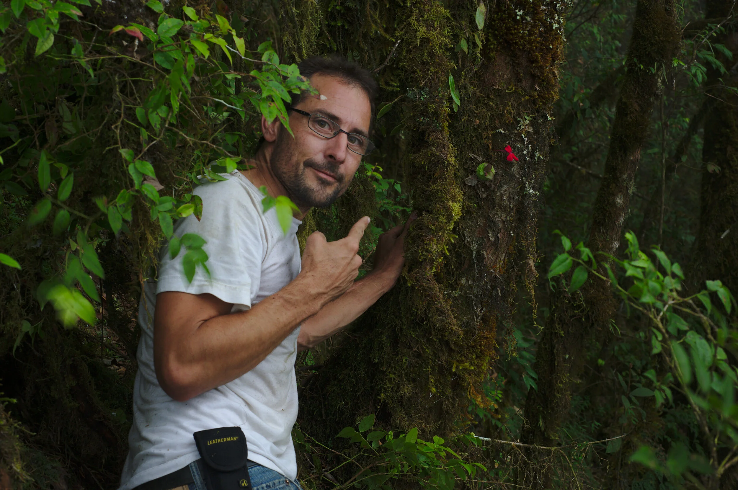 Jay Vannini on Pinguicula laueana in nature in The Sierra Mixe of ...