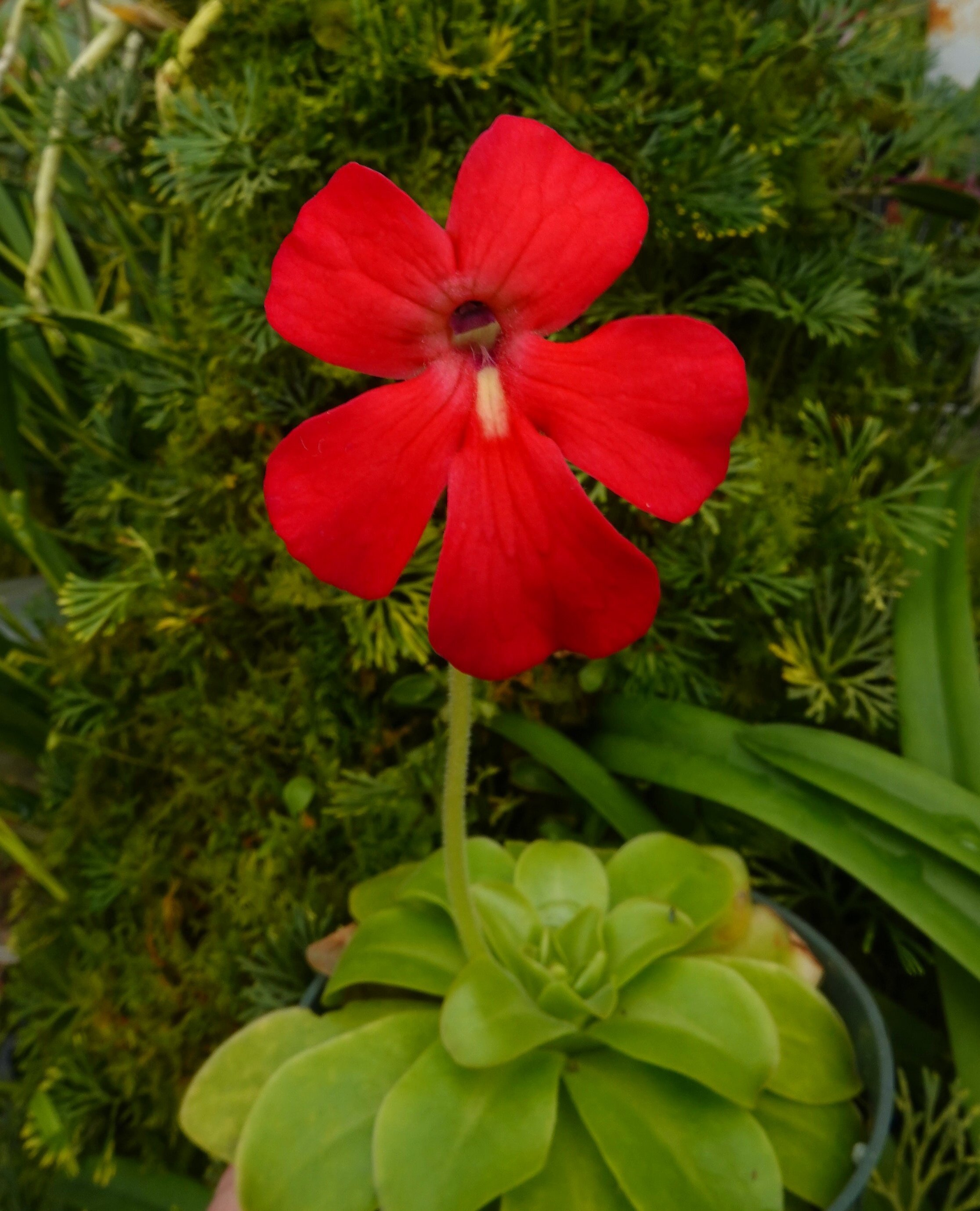 Jay Vannini on Pinguicula laueana in nature in The Sierra Mixe of ...