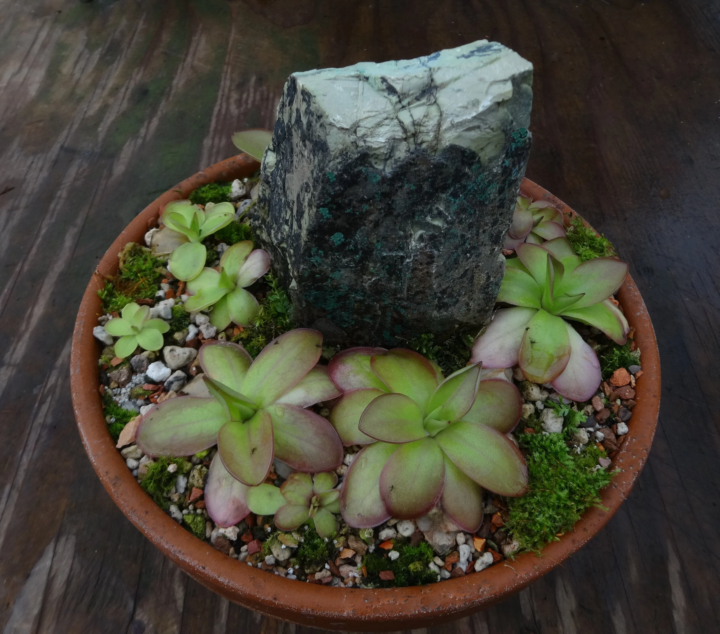 Jay Vannini on Pinguicula laueana in nature in The Sierra Mixe of ...