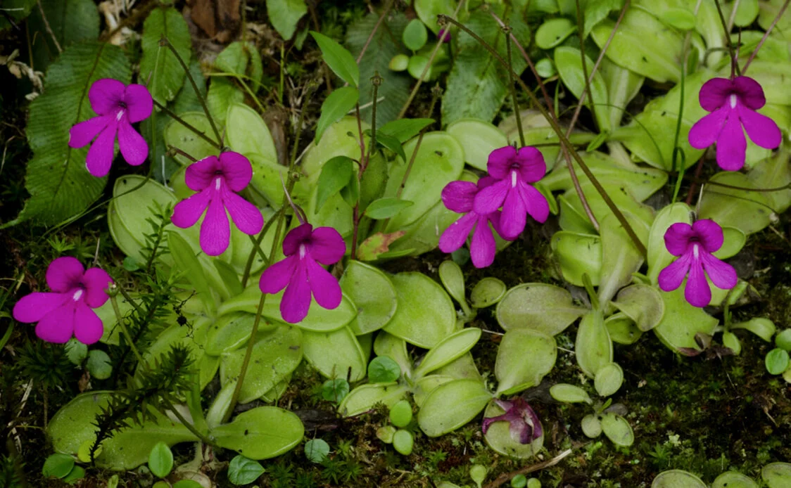 Pinguicula mesophytica - Purple Rainforest — Exotica Esoterica