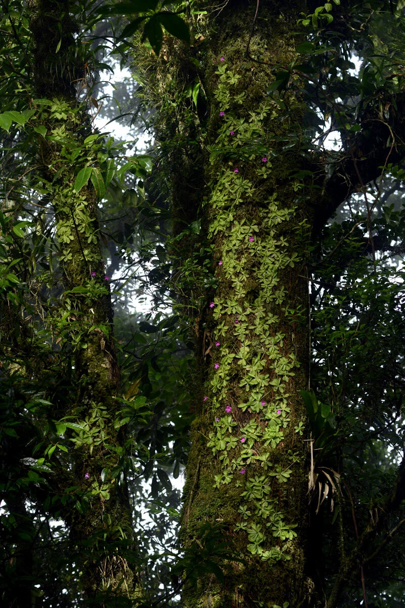 Pinguicula mesophytica - Purple Rainforest — Exotica Esoterica