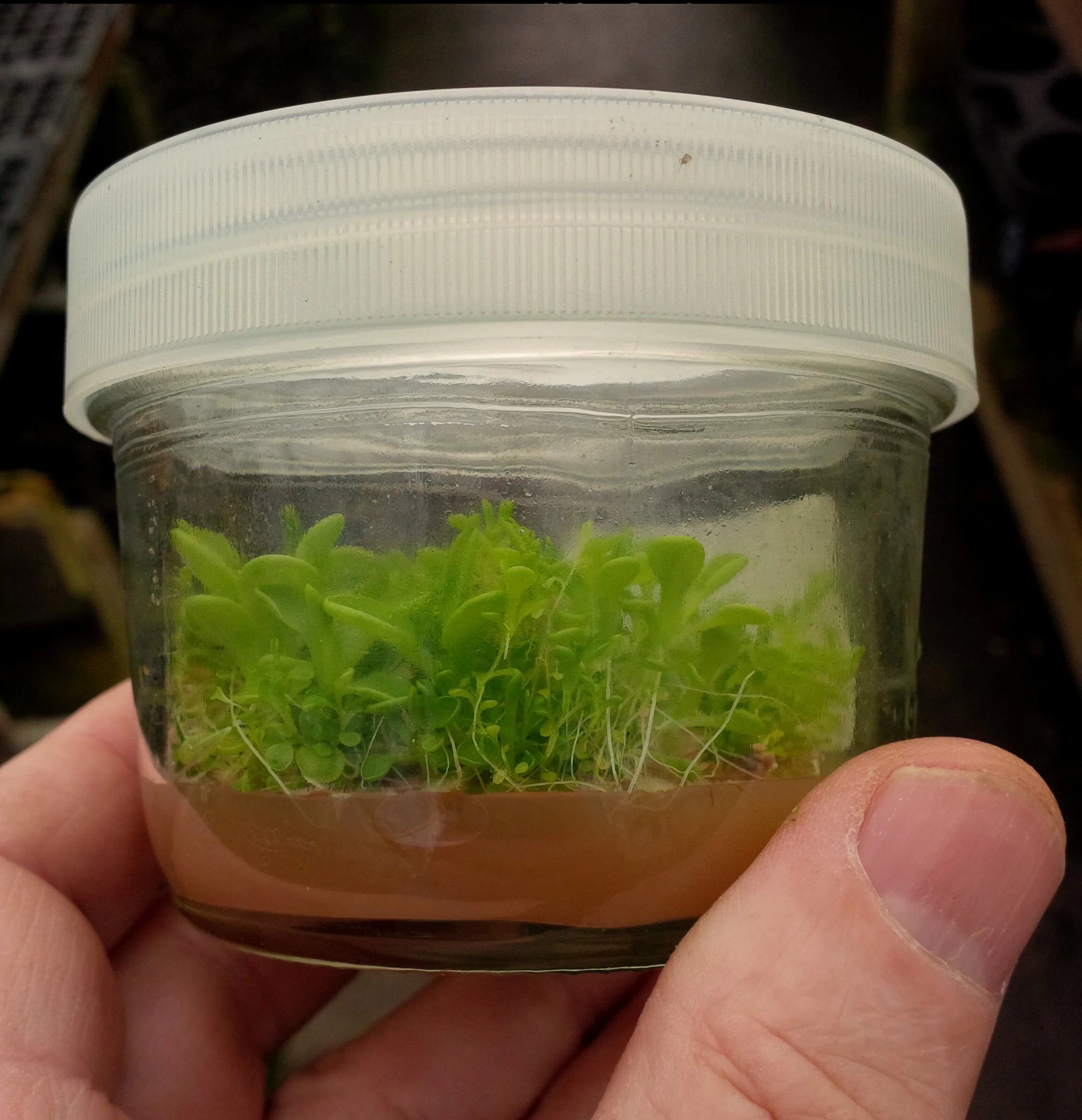 Pinguicula mesophytica - Purple Rainforest — Exotica Esoterica