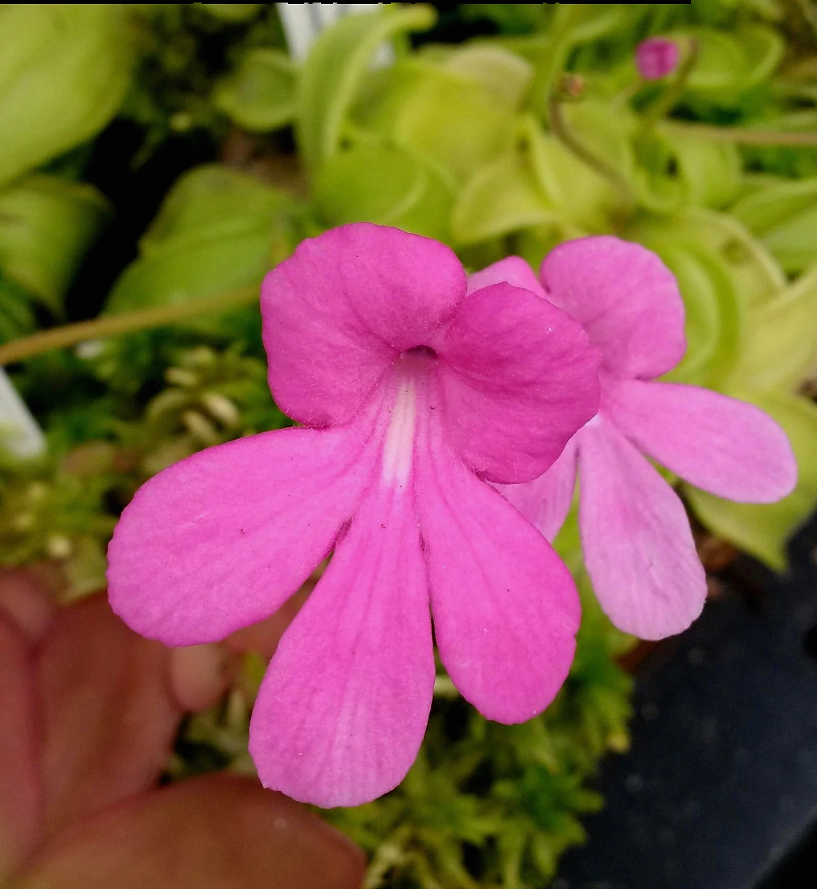 Pinguicula mesophytica - Purple Rainforest — Exotica Esoterica