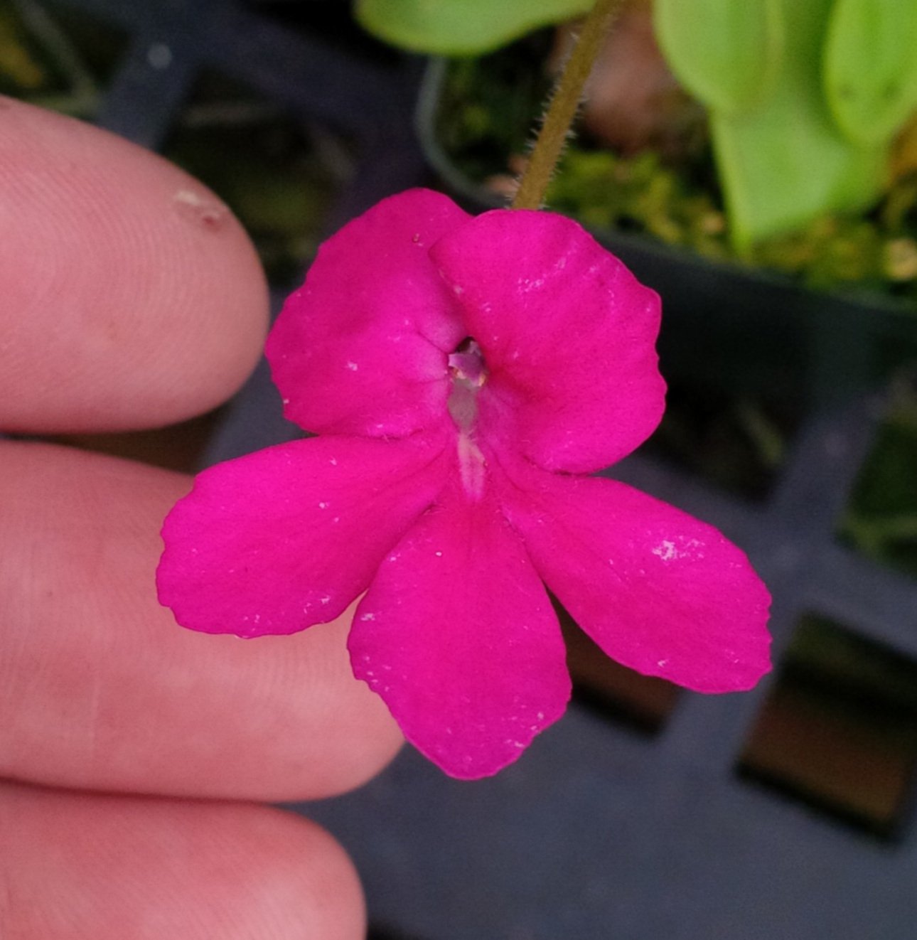 Pinguicula mesophytica - Purple Rainforest — Exotica Esoterica