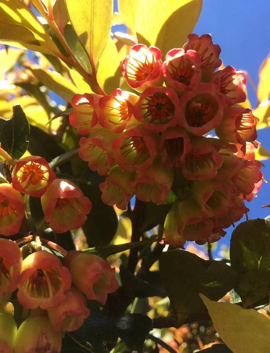 Neotropical Blueberries in nature and cultivation — Exotica Esoterica