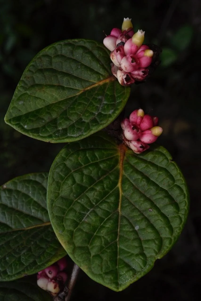 Neotropical Blueberries in nature and cultivation — Exotica Esoterica