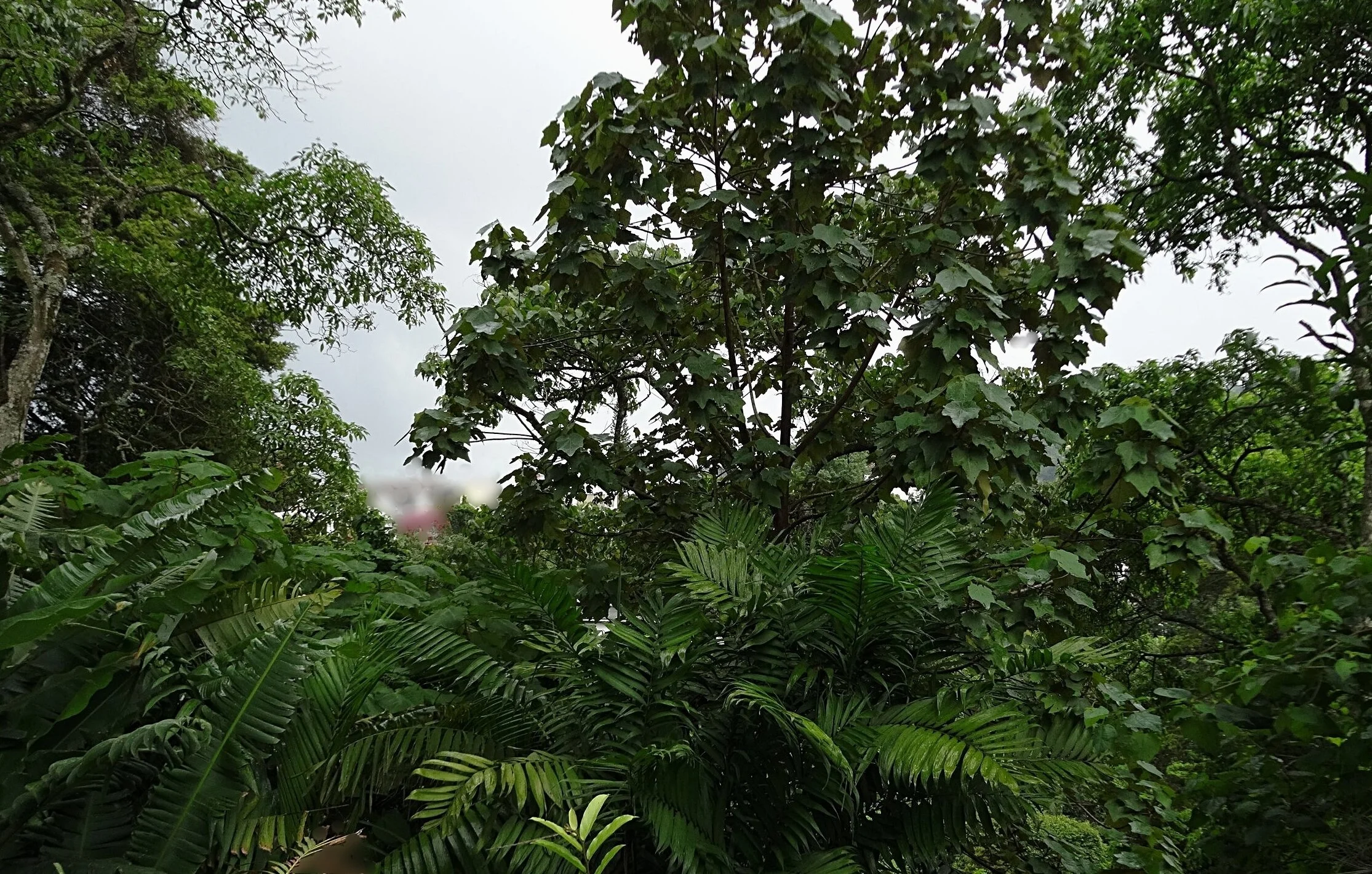 La Casa de los Cusucos — Exotica Esoterica