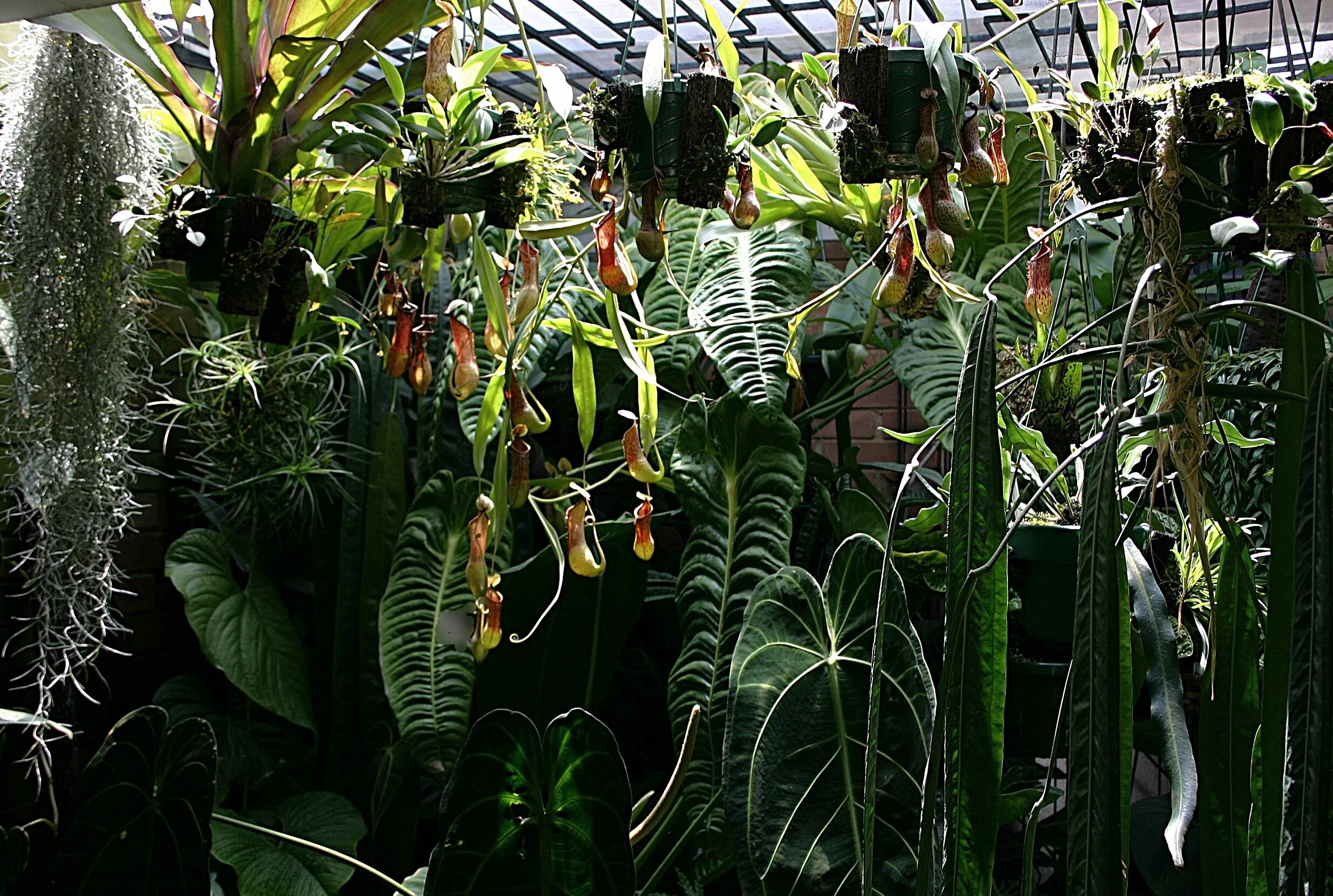 La Casa de los Cusucos — Exotica Esoterica