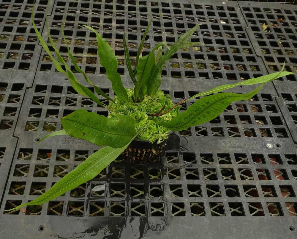 Microgrammas - New World Snakeferns — Exotica Esoterica