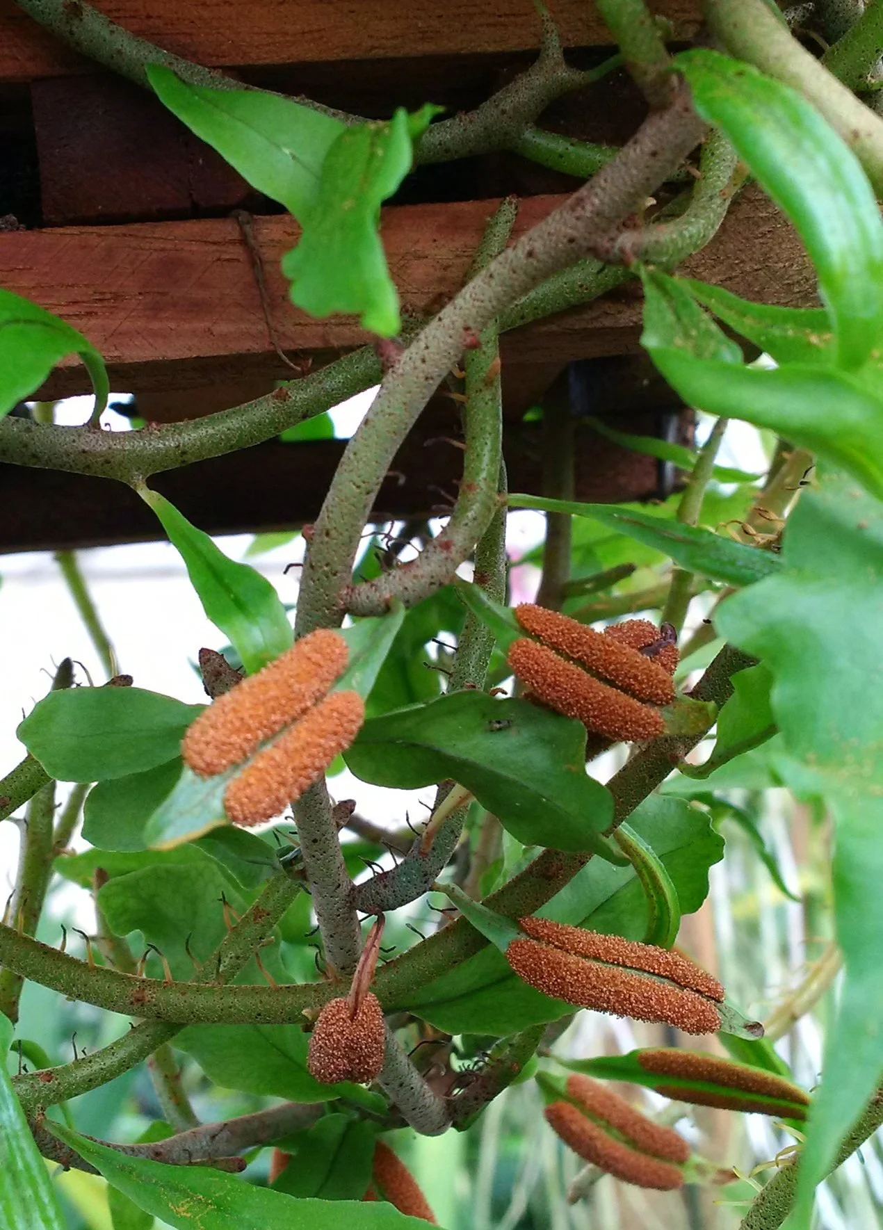 Microgrammas - New World Snakeferns — Exotica Esoterica