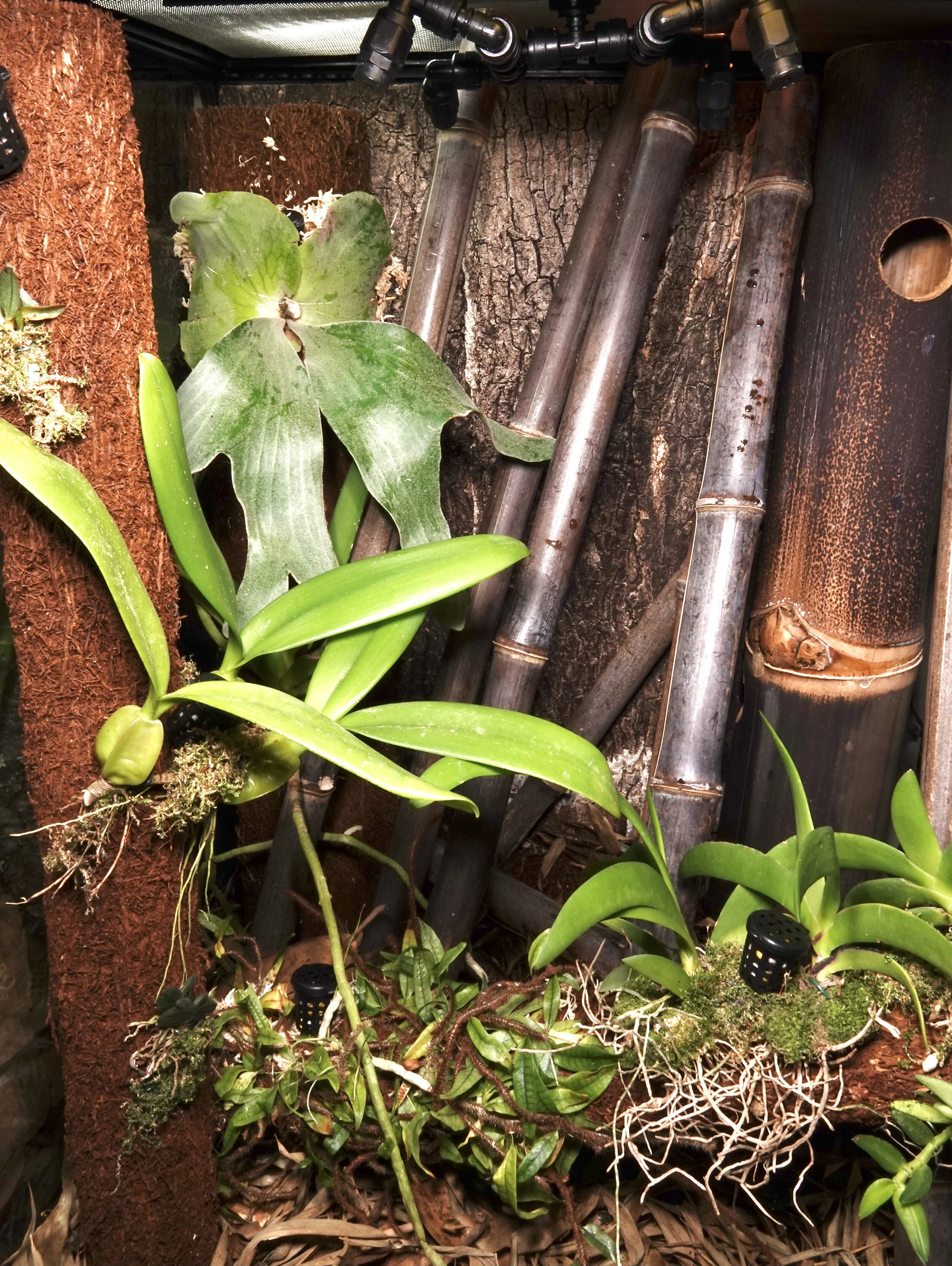 The Biorama Vivarium Concept & Nano Biotope Builds for Madagascan Day ...