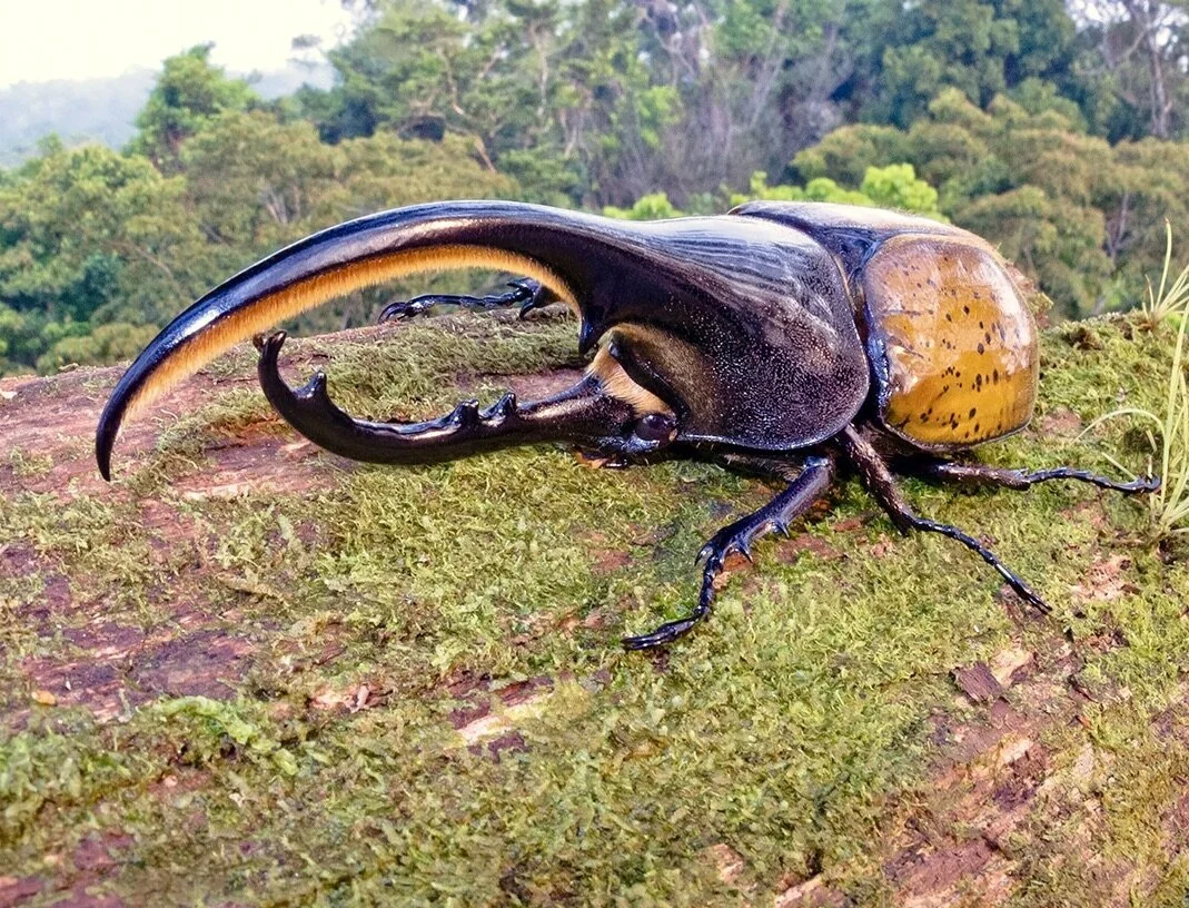Eastern Hercules Beetle Flying