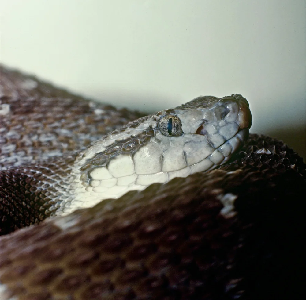 A close look at New World tropical pitvipers, including the most ...