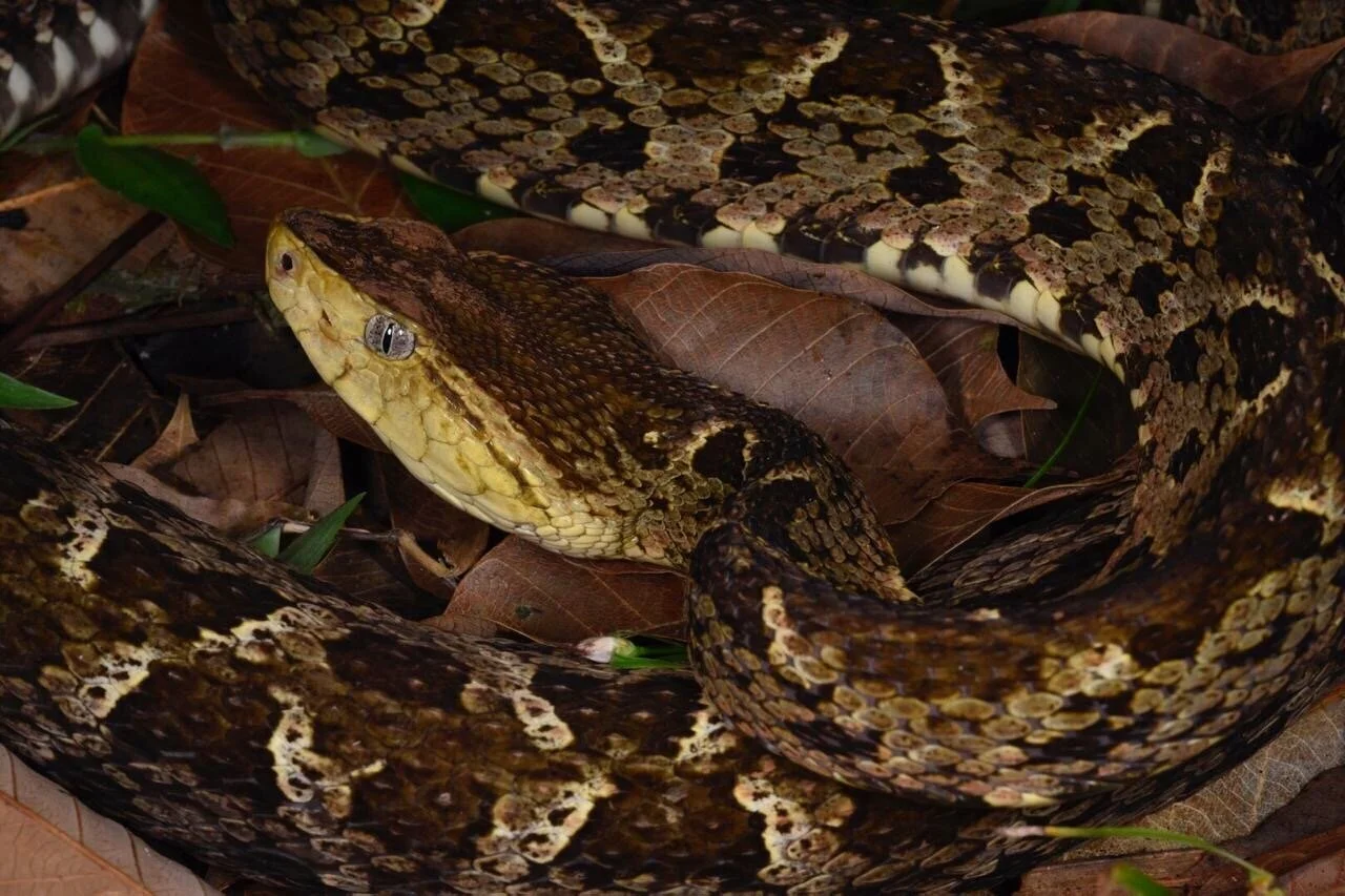 A close look at New World tropical pitvipers, including the most ...