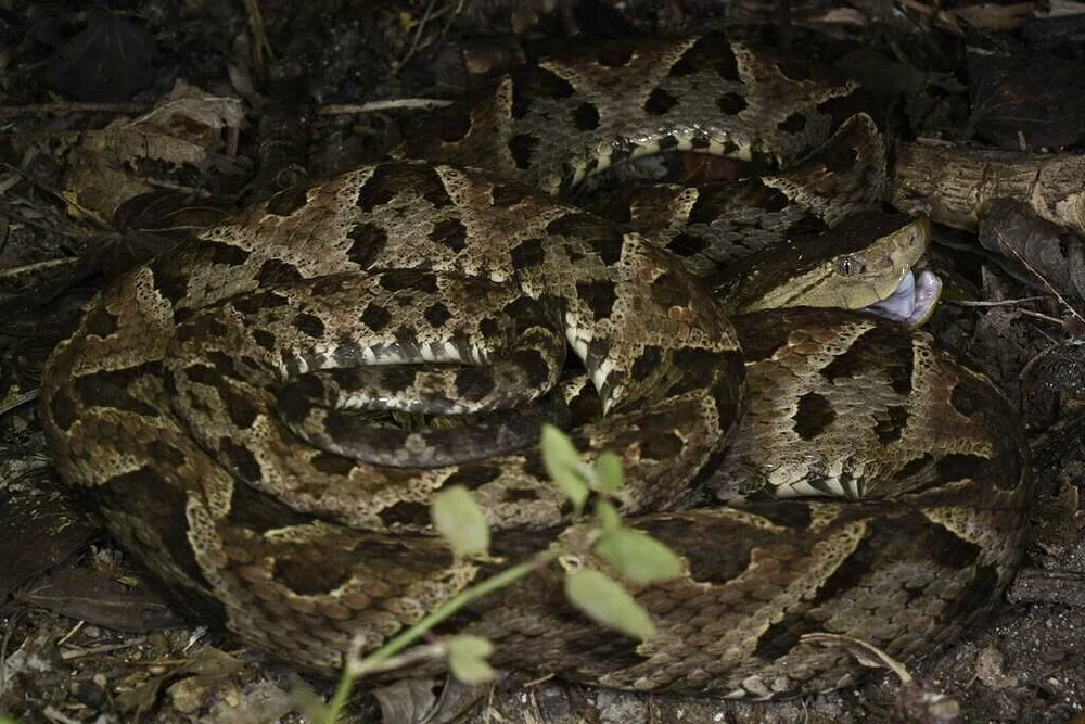A close look at New World tropical pitvipers, including the most ...