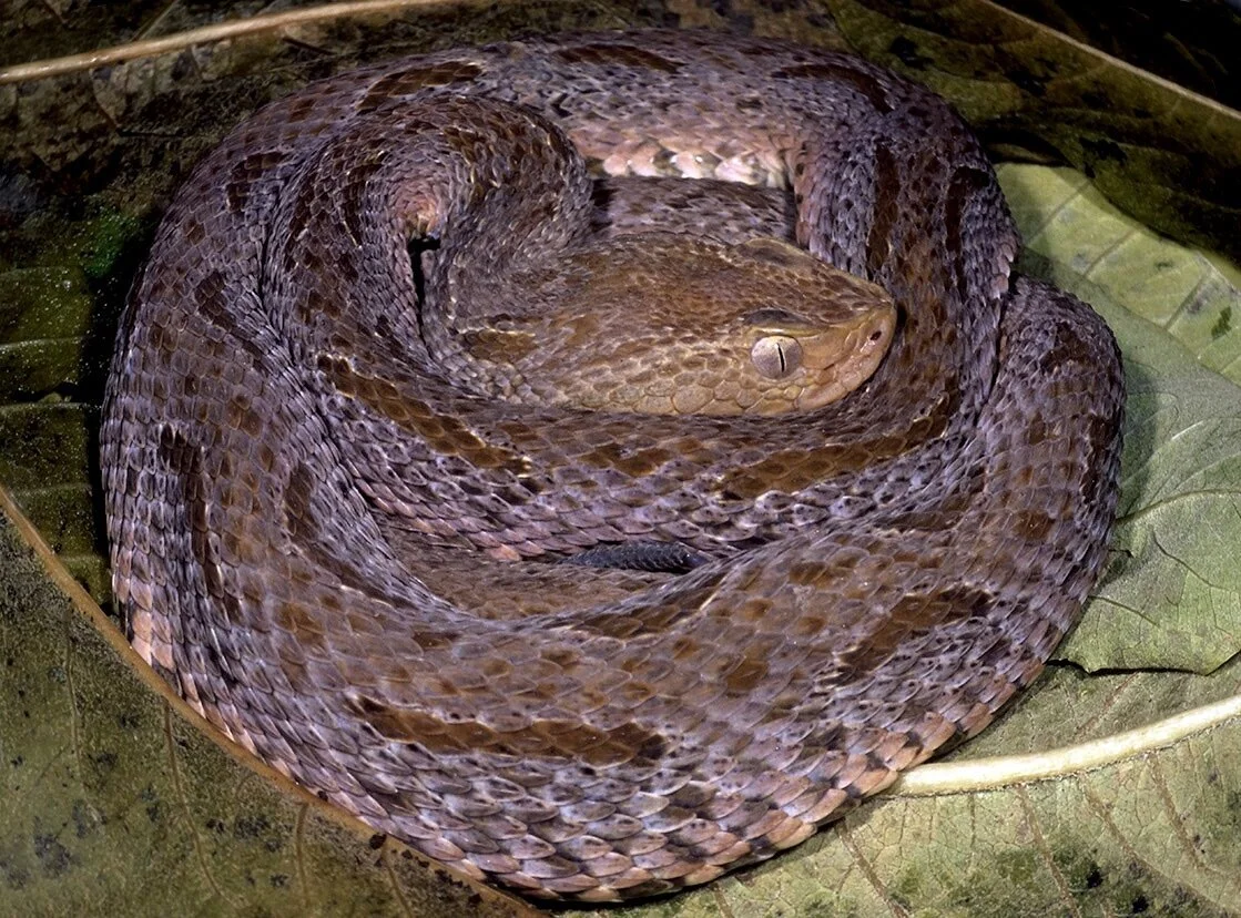 A close look at New World tropical pitvipers, including the most ...