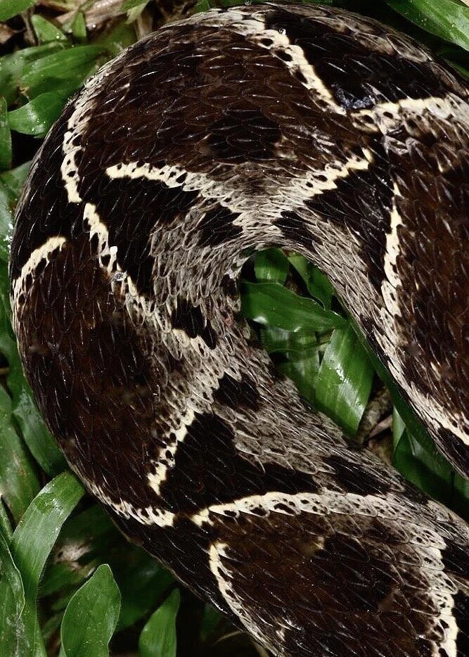 A close look at New World tropical pitvipers, including the most ...