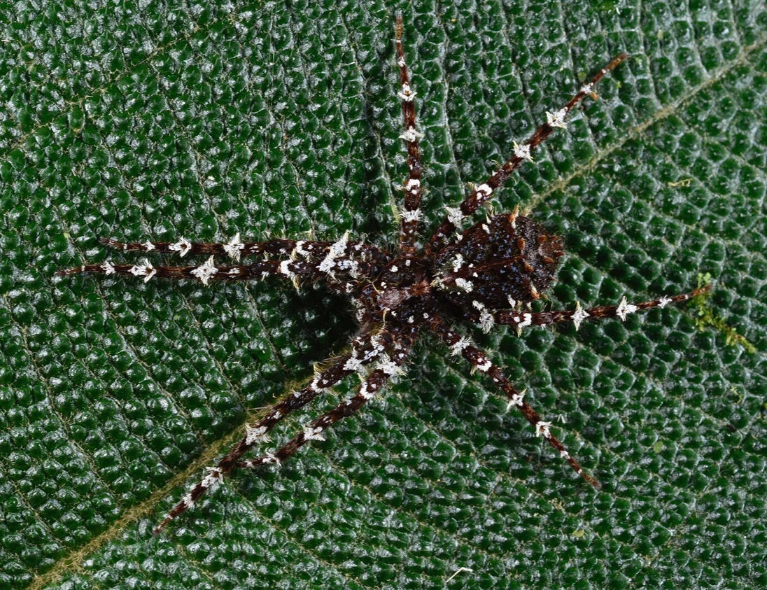 Jay Vannini and friends' close encounters with many remarkable spider ...