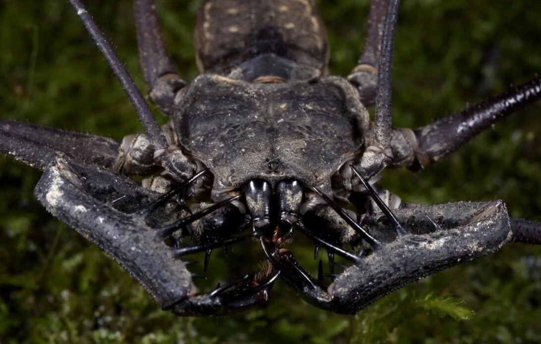 Jay Vannini and friends' close encounters with many remarkable spider ...