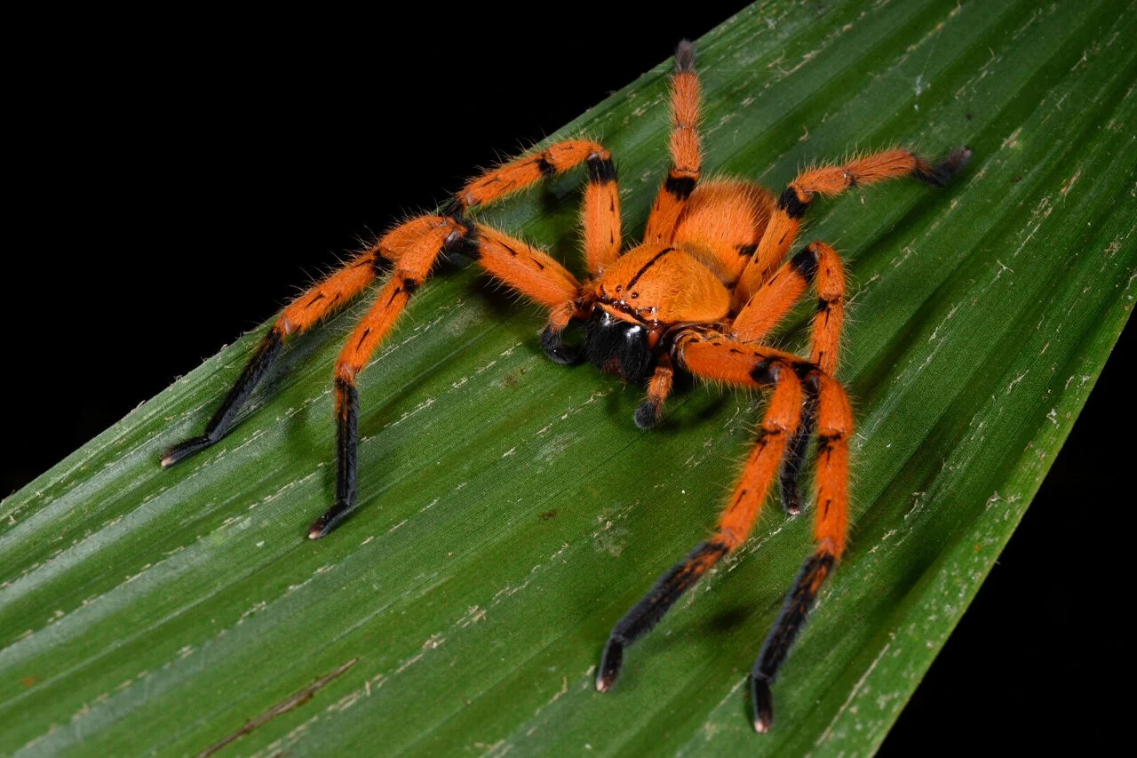 Jay Vannini and friends' close encounters with many remarkable spider ...
