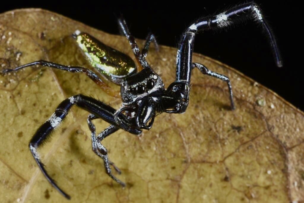 Jay Vannini and friends' close encounters with many remarkable spider ...