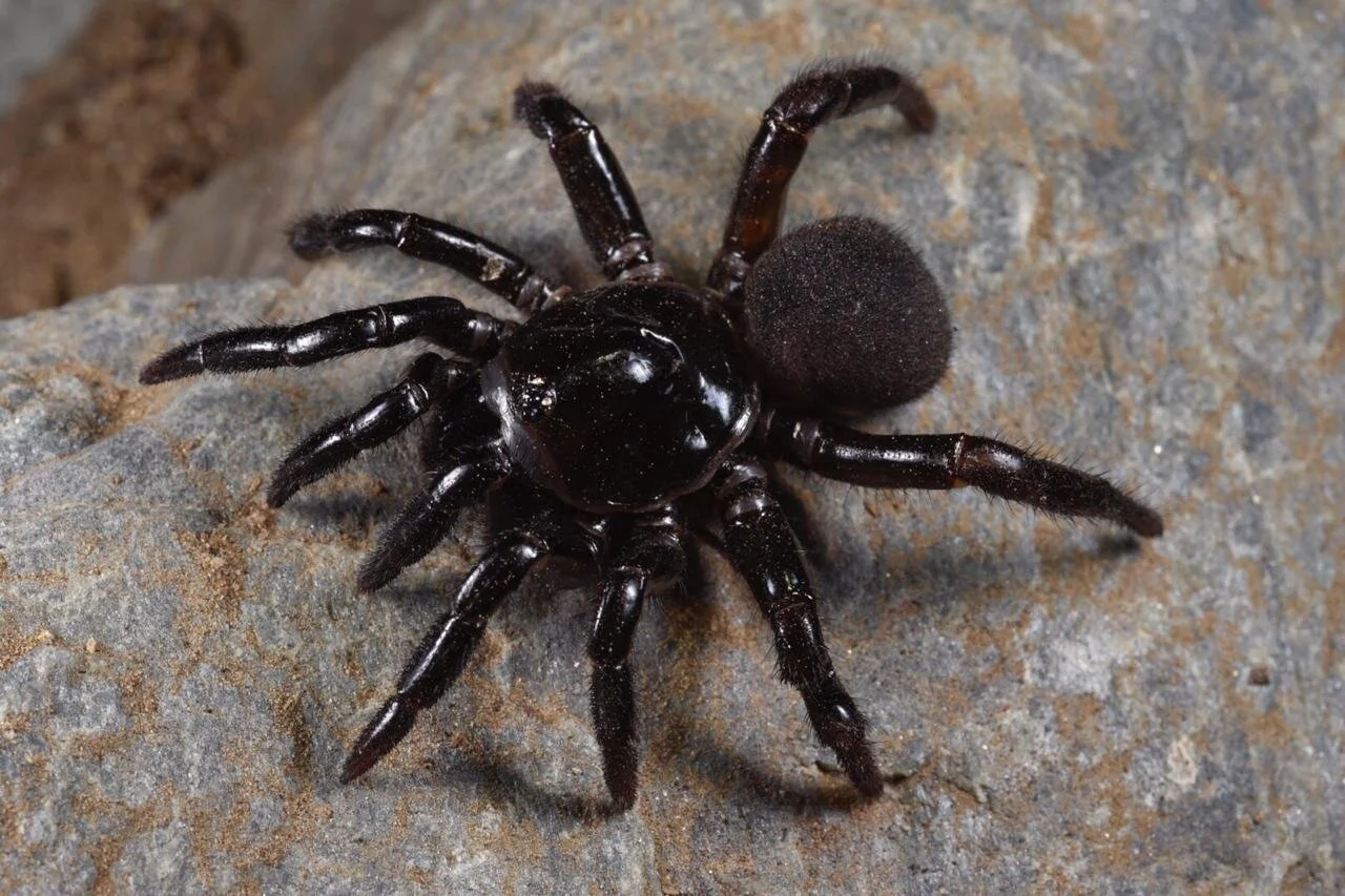 Jay Vannini and friends' close encounters with many remarkable spider ...