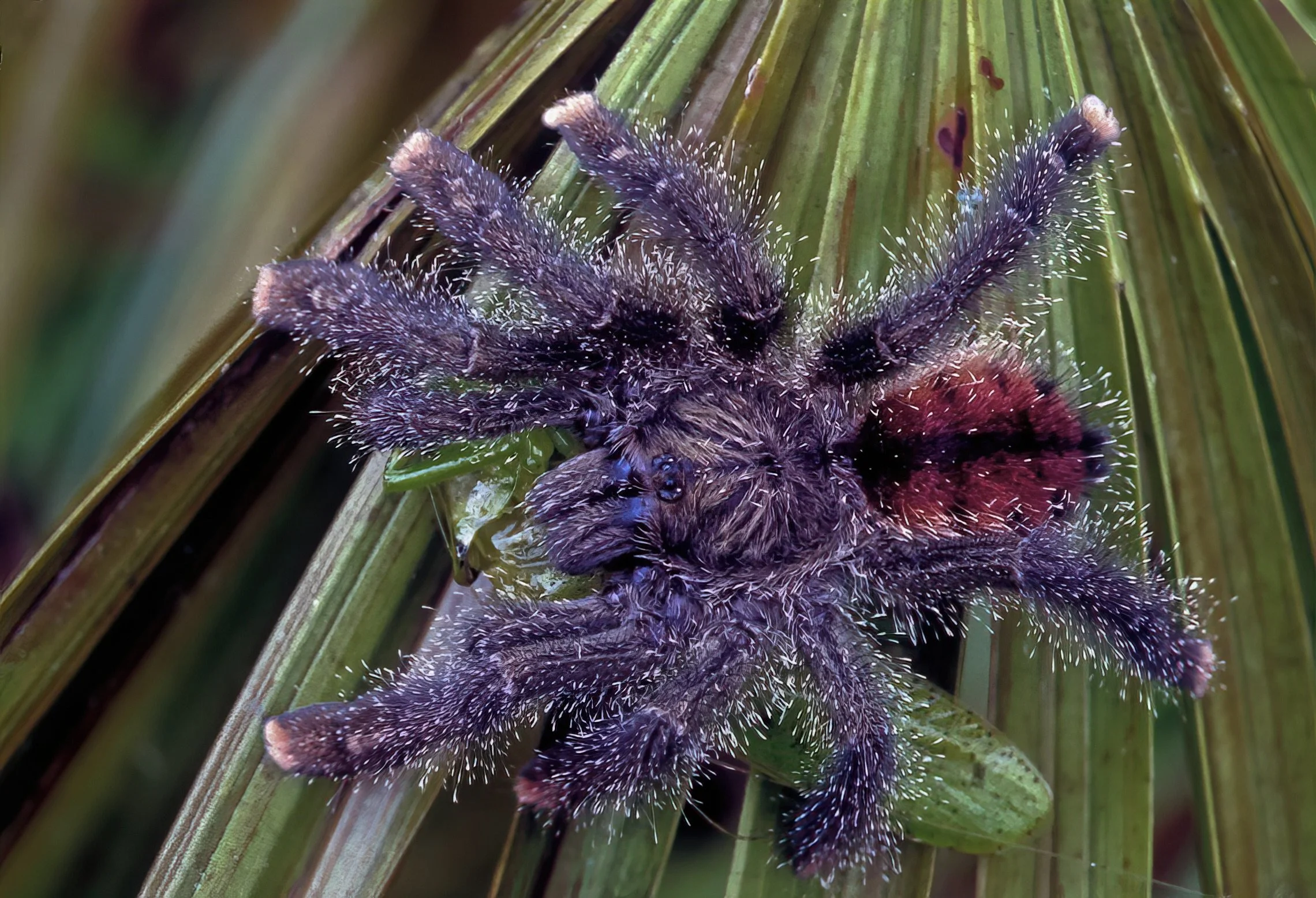 Jay Vannini and friends' close encounters with many remarkable spider ...