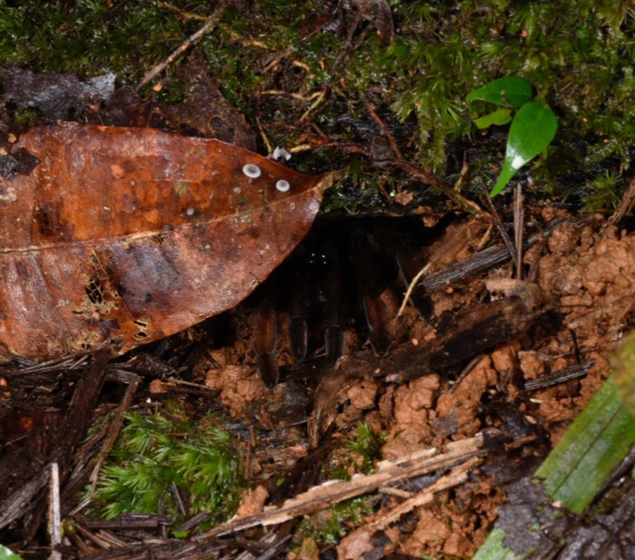 Jay Vannini and friends' close encounters with many remarkable spider ...
