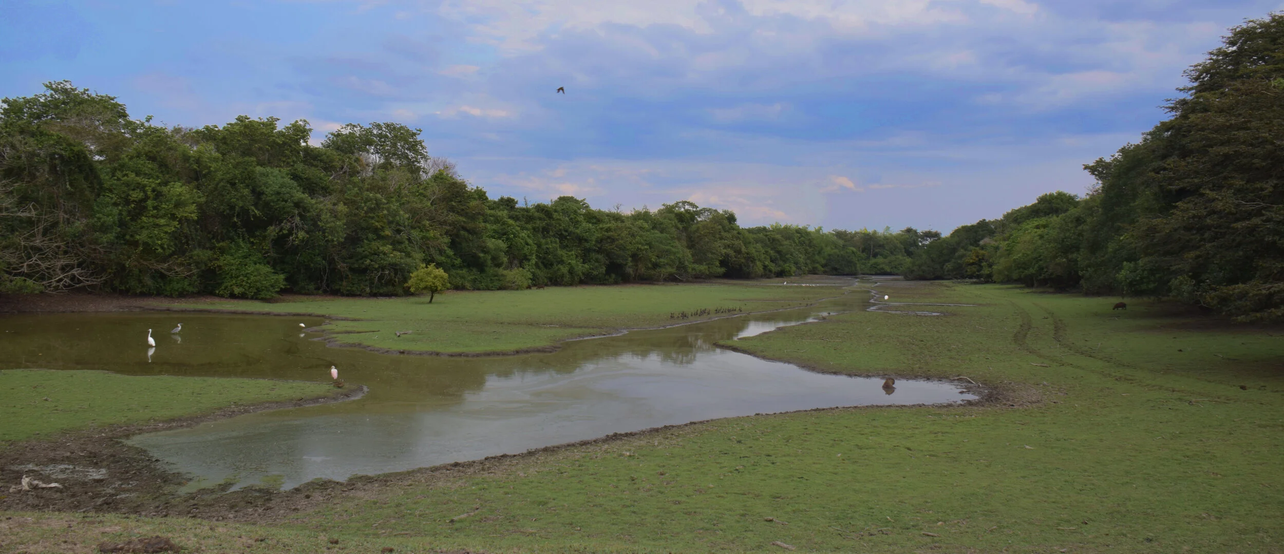 The Llanos — Exotica Esoterica