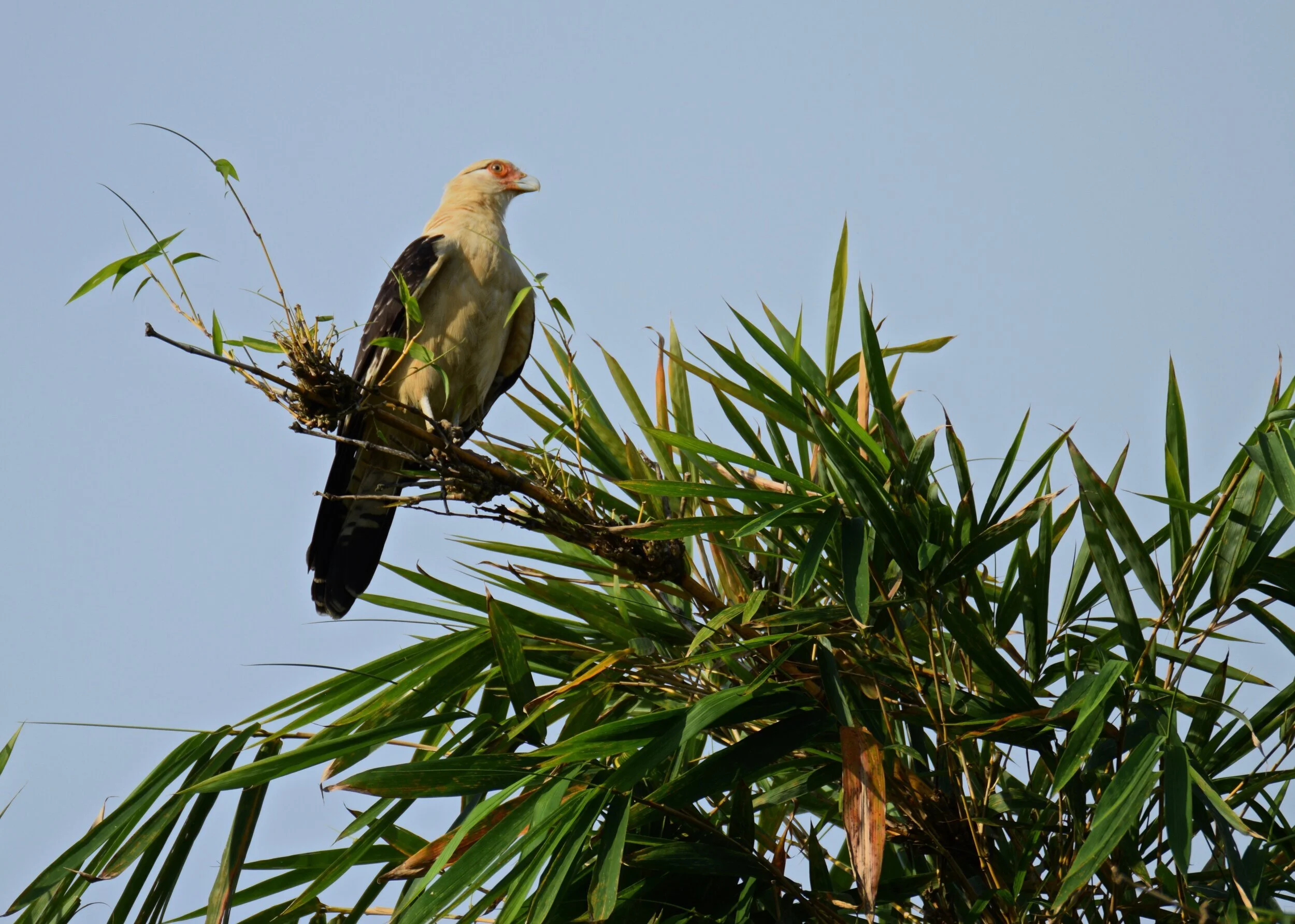 The Llanos — Exotica Esoterica