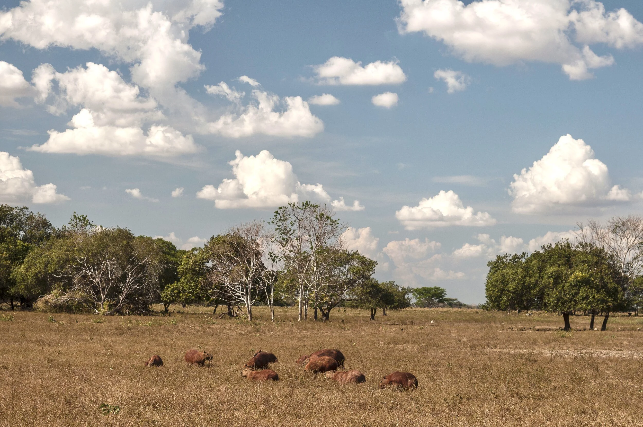 The Llanos — Exotica Esoterica