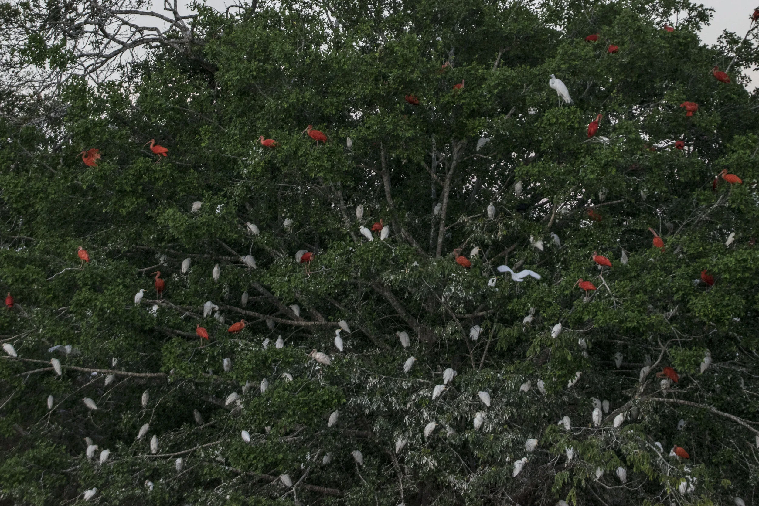 The Llanos — Exotica Esoterica
