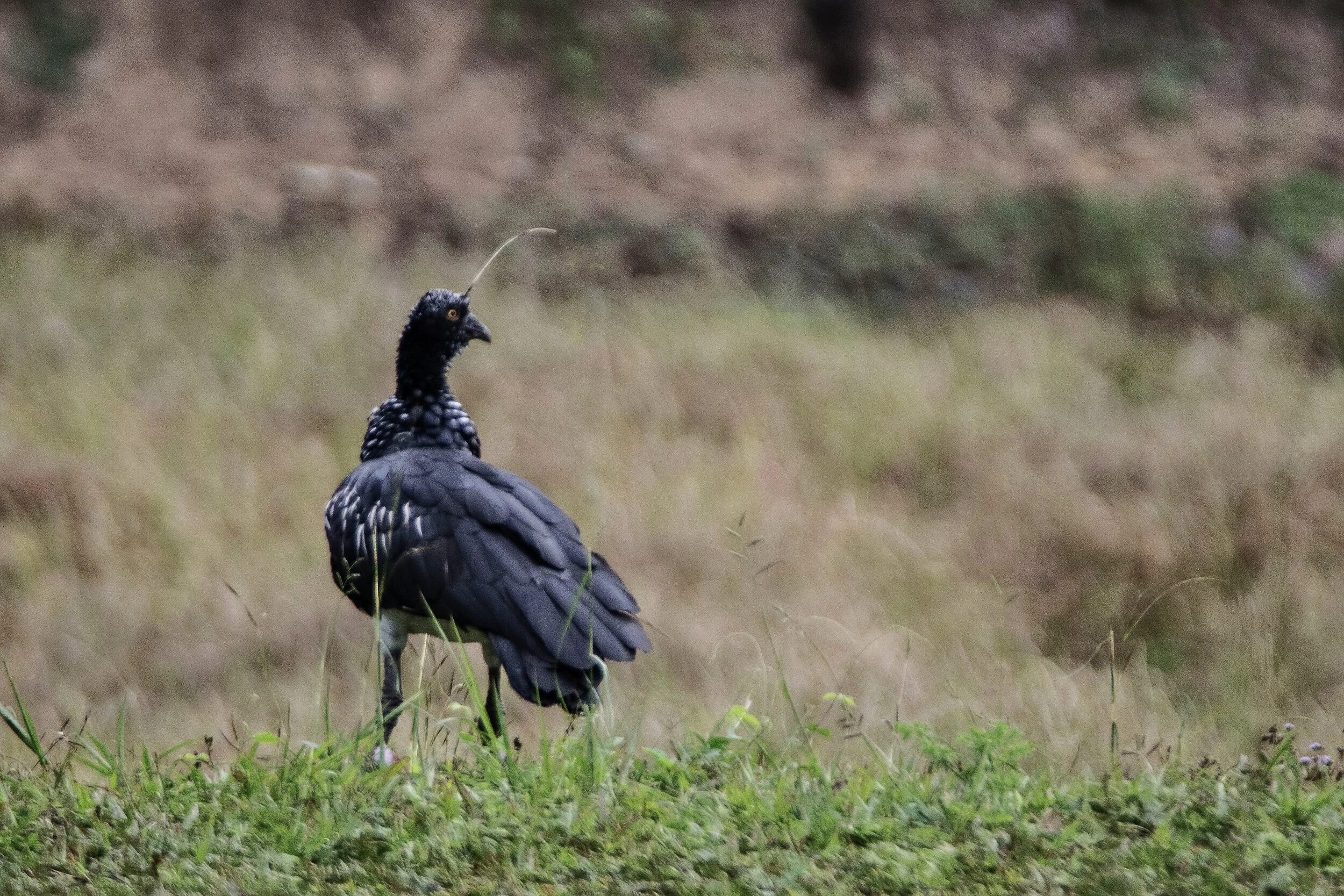 The Llanos — Exotica Esoterica