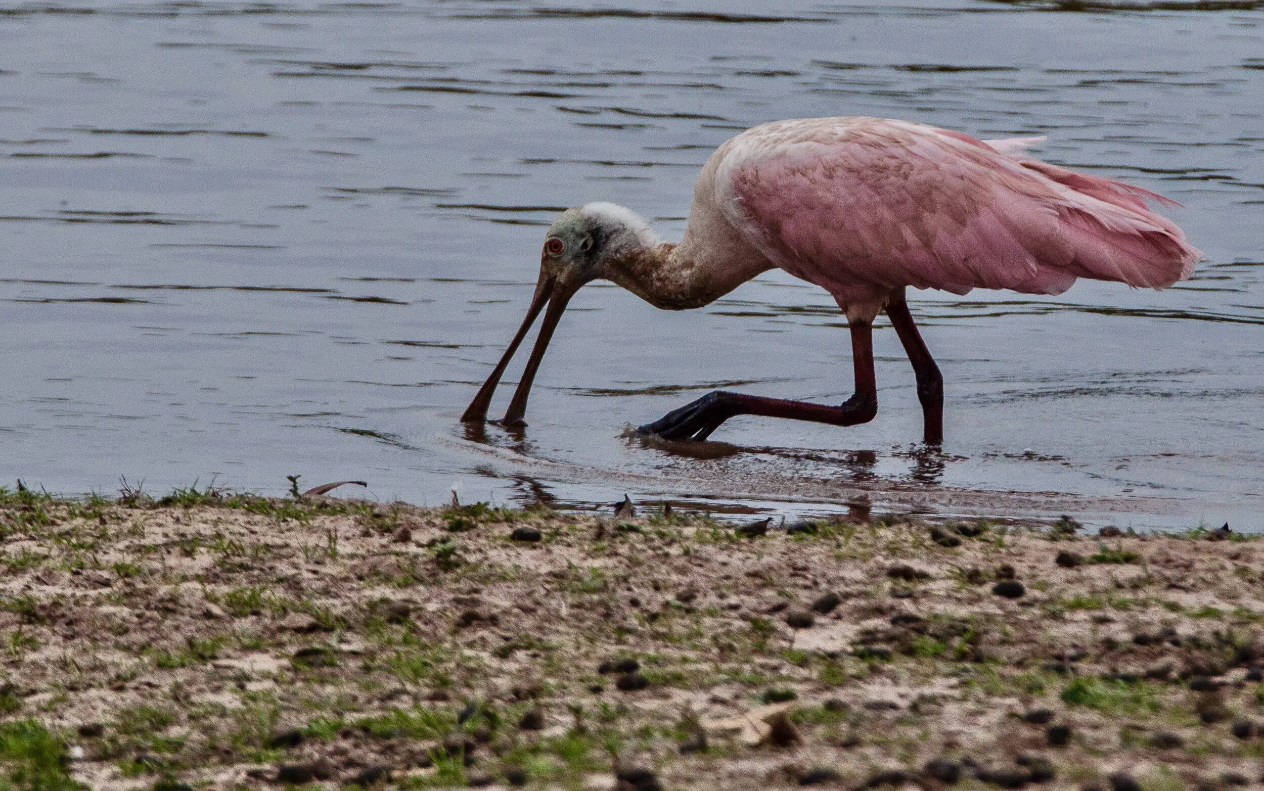 The Llanos — Exotica Esoterica