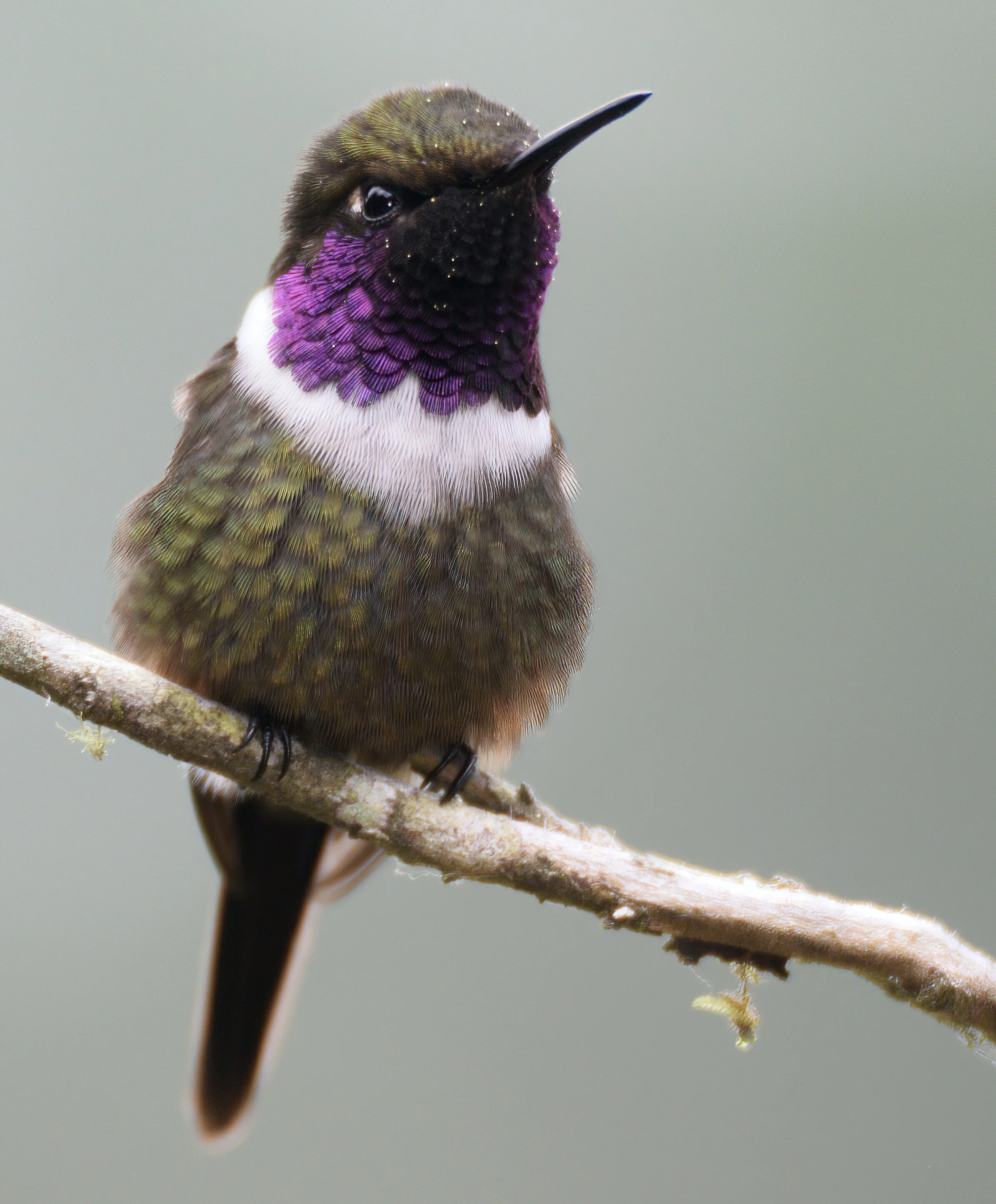 Hummer Portraits — Exotica Esoterica