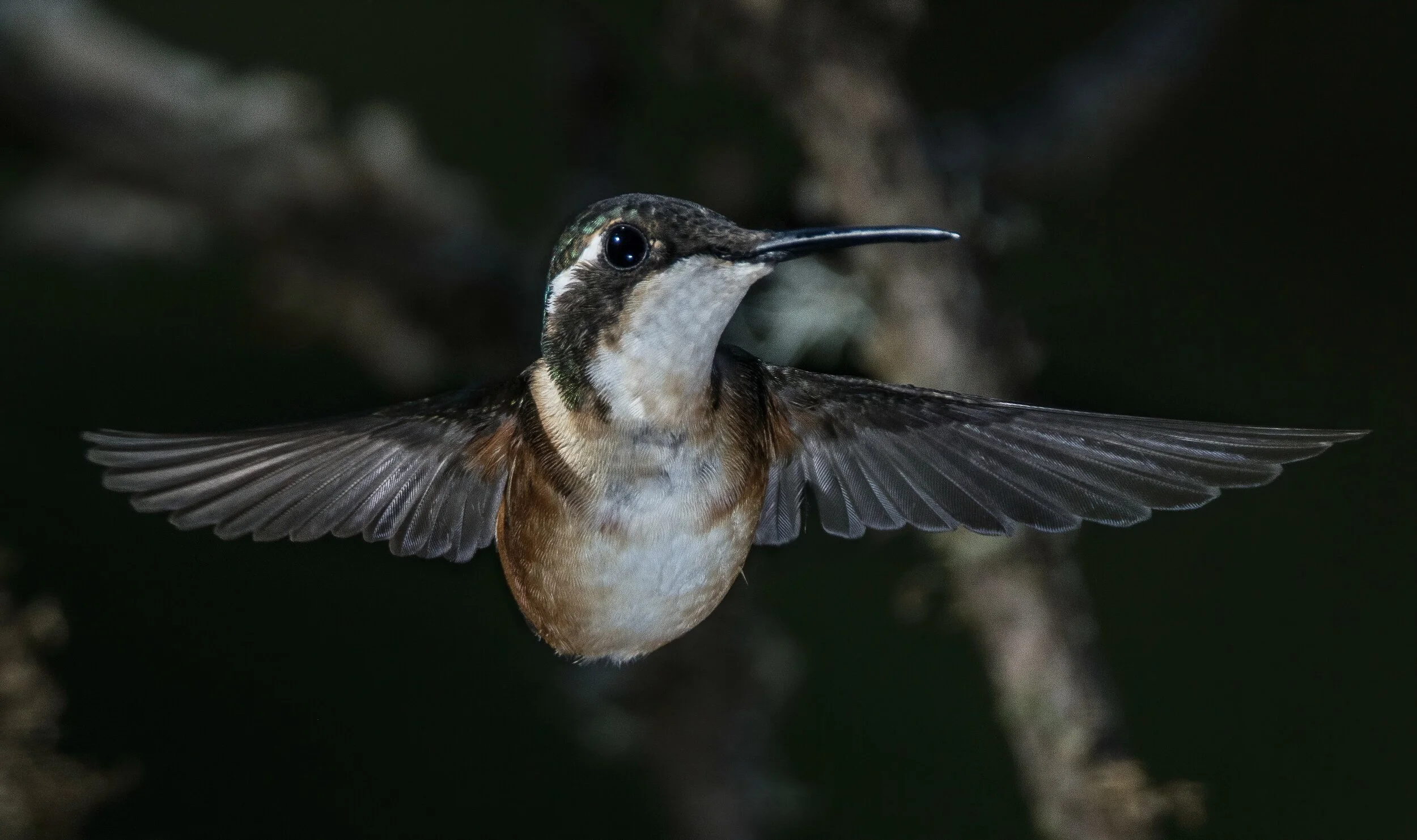 Hummer Portraits — Exotica Esoterica