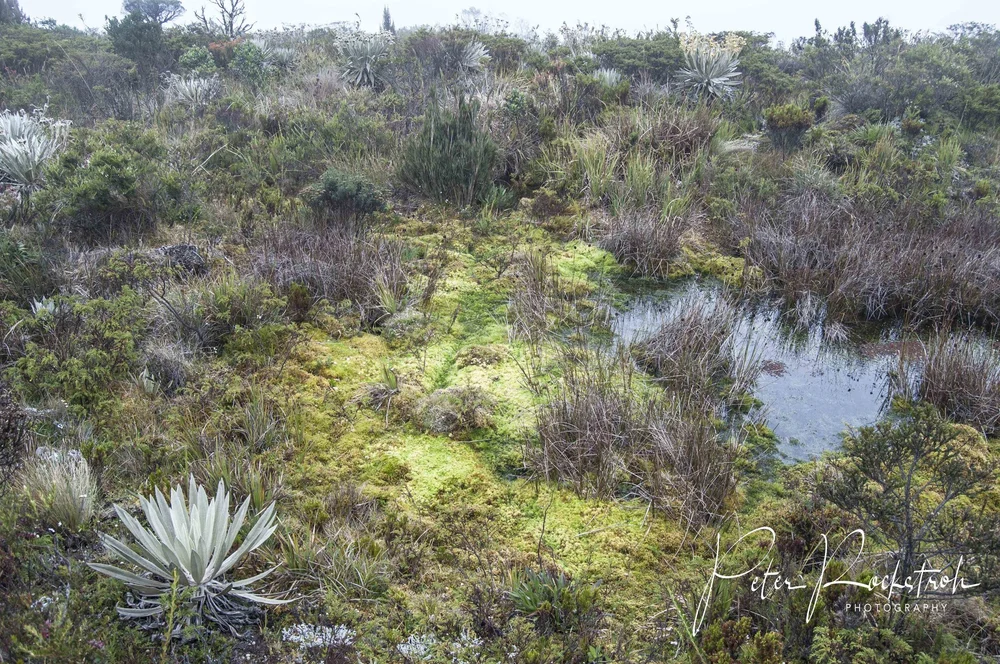 Páramo — Exotica Esoterica