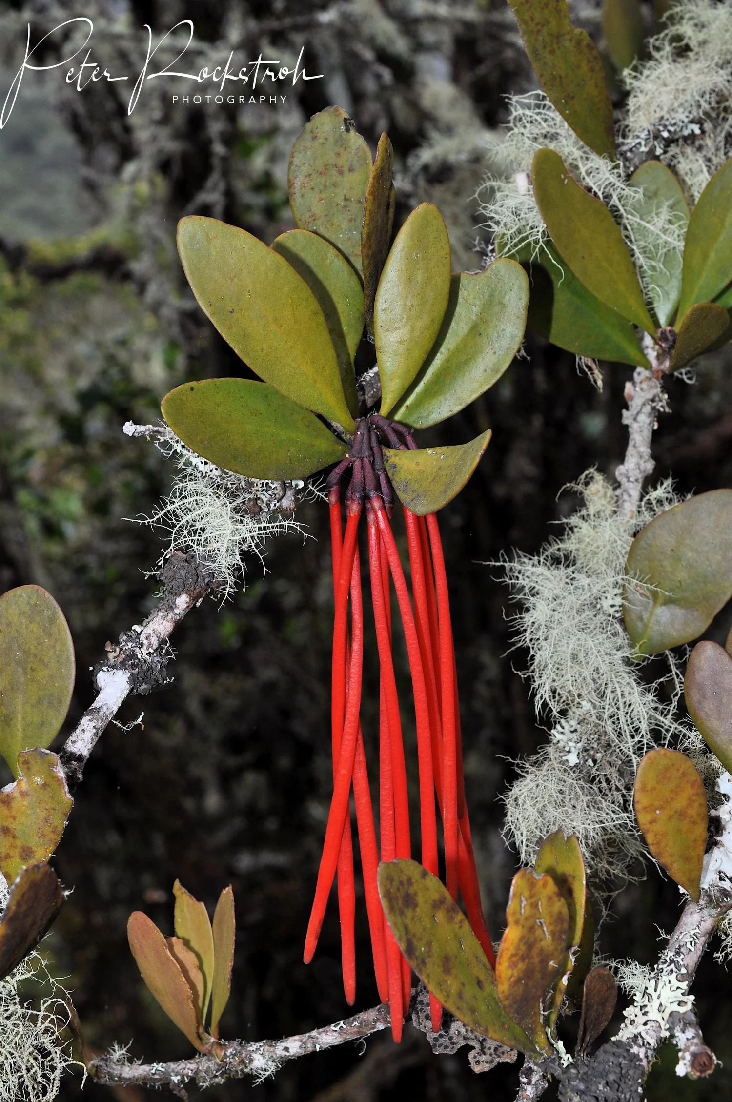 Páramo — Exotica Esoterica
