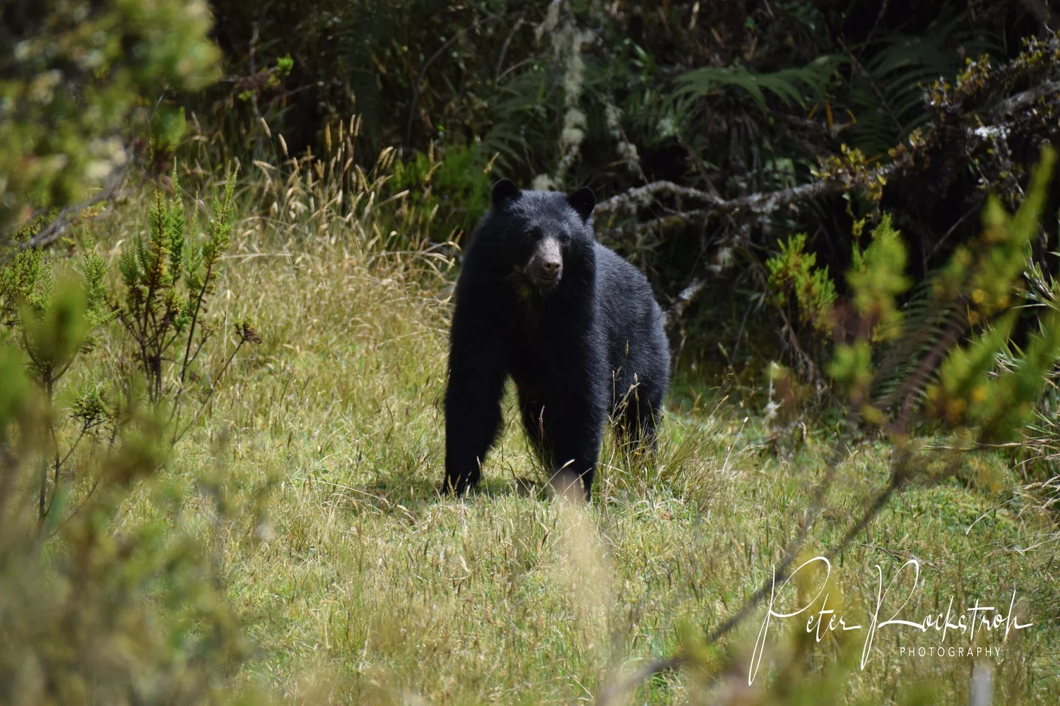 Páramo — Exotica Esoterica