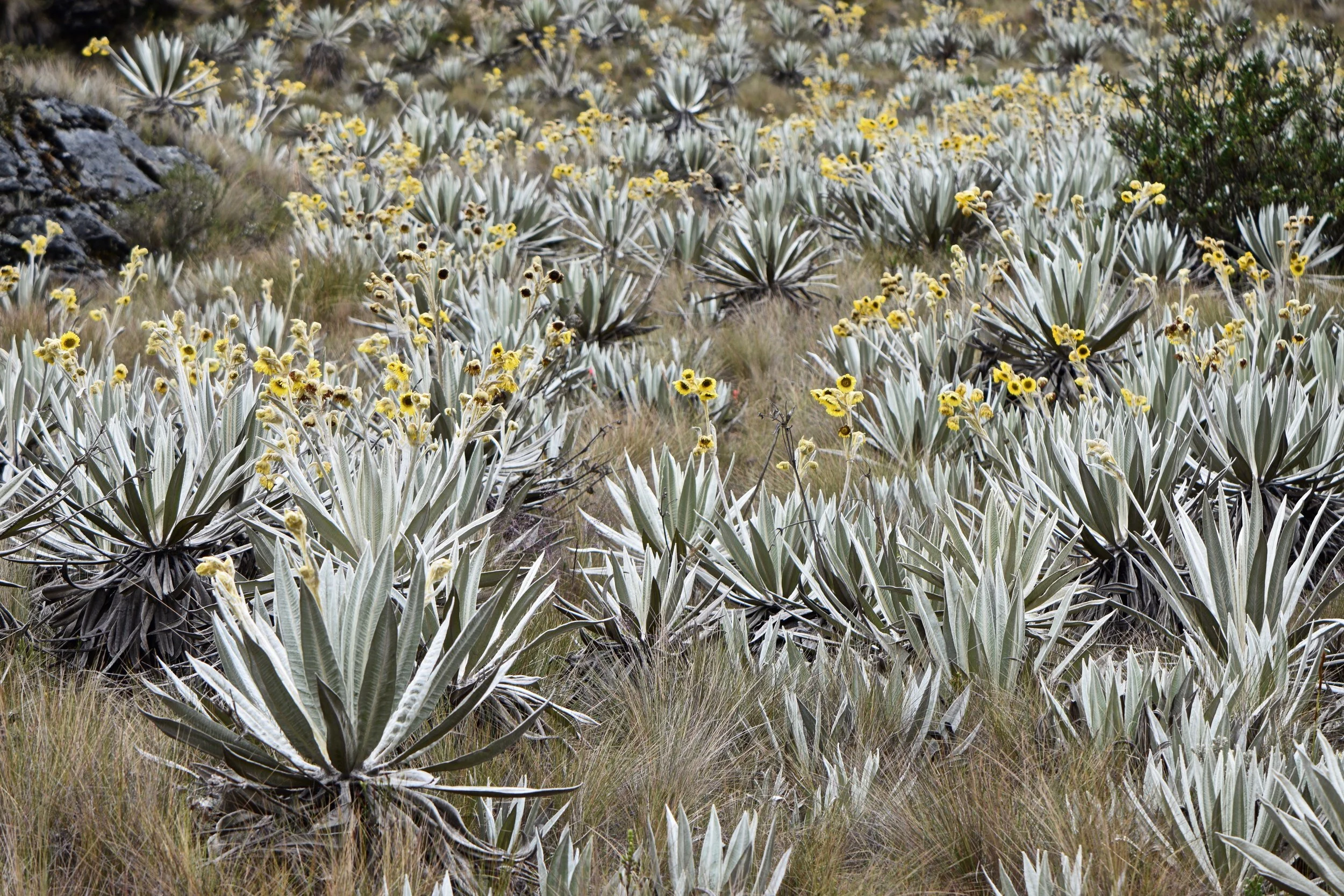 The Friars Club - Colombian Espeletias in nature and cultivation ...