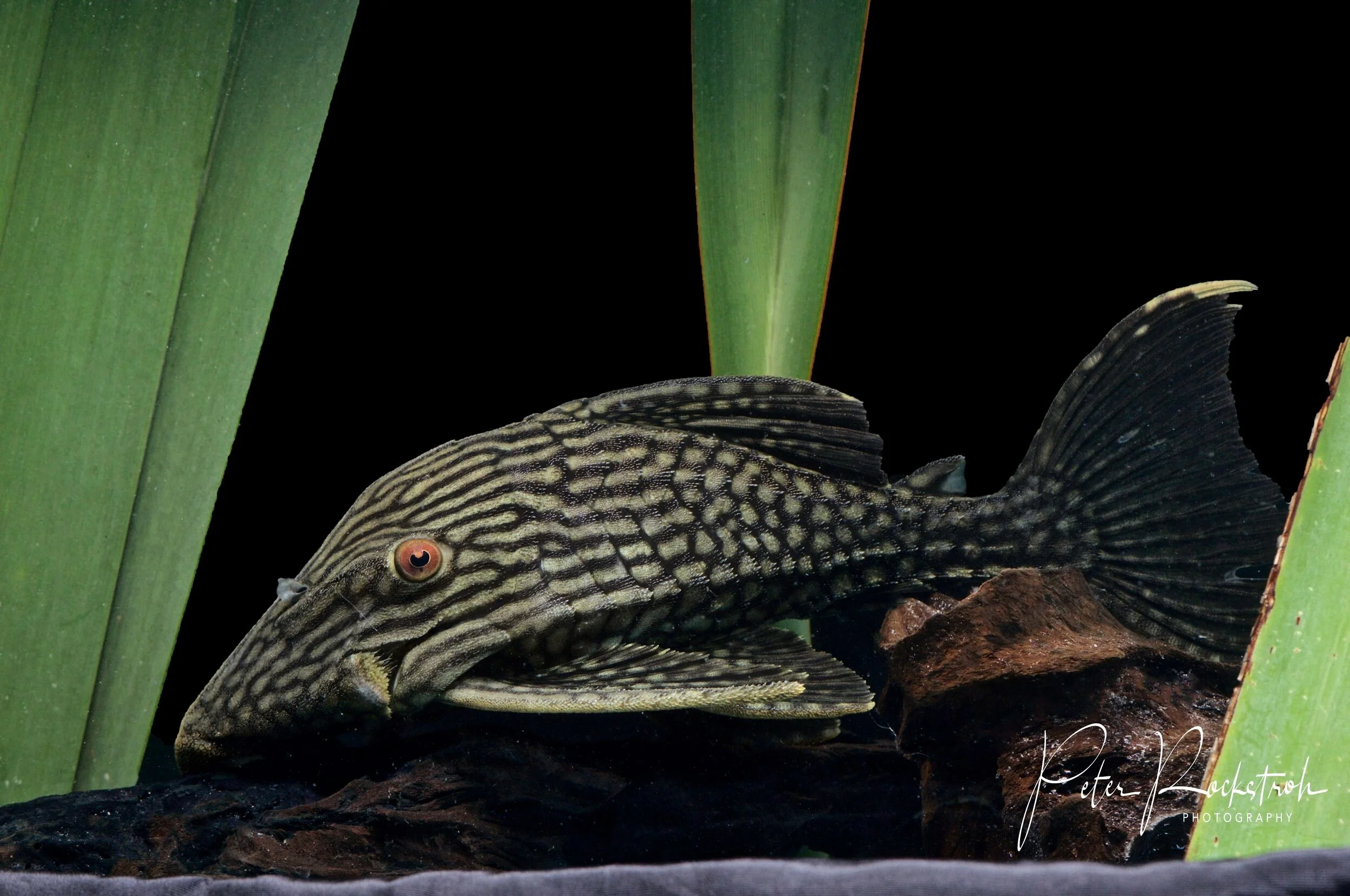 Blackwater Streams and Blackwater Fish — Exotica Esoterica