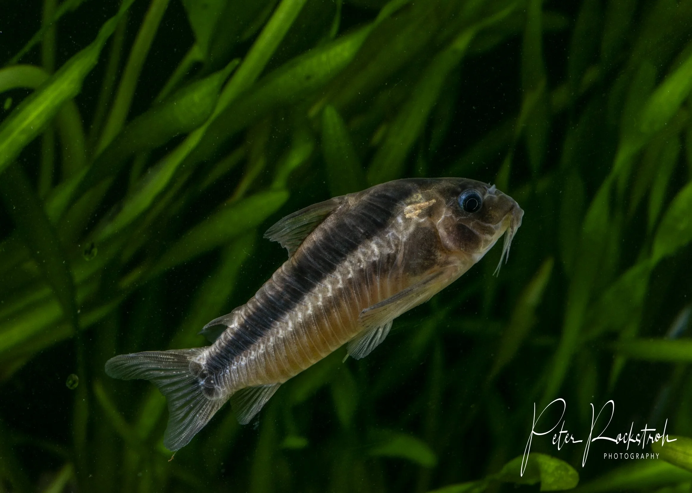 Blackwater Streams and Blackwater Fish — Exotica Esoterica