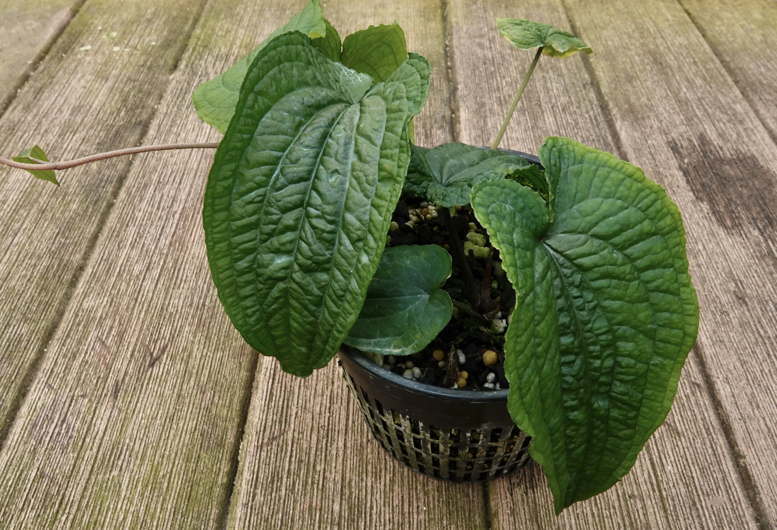Raising a Little Stink — Exotica Esoterica